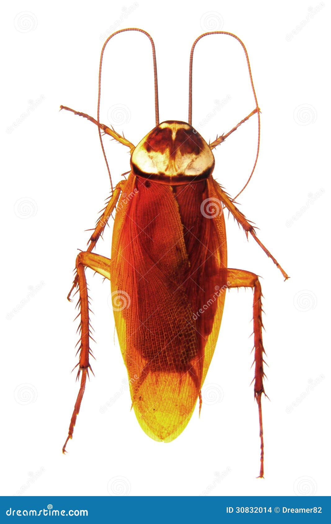 Cockroach Top View Isolated on White Stock Photo - Image of disease ...