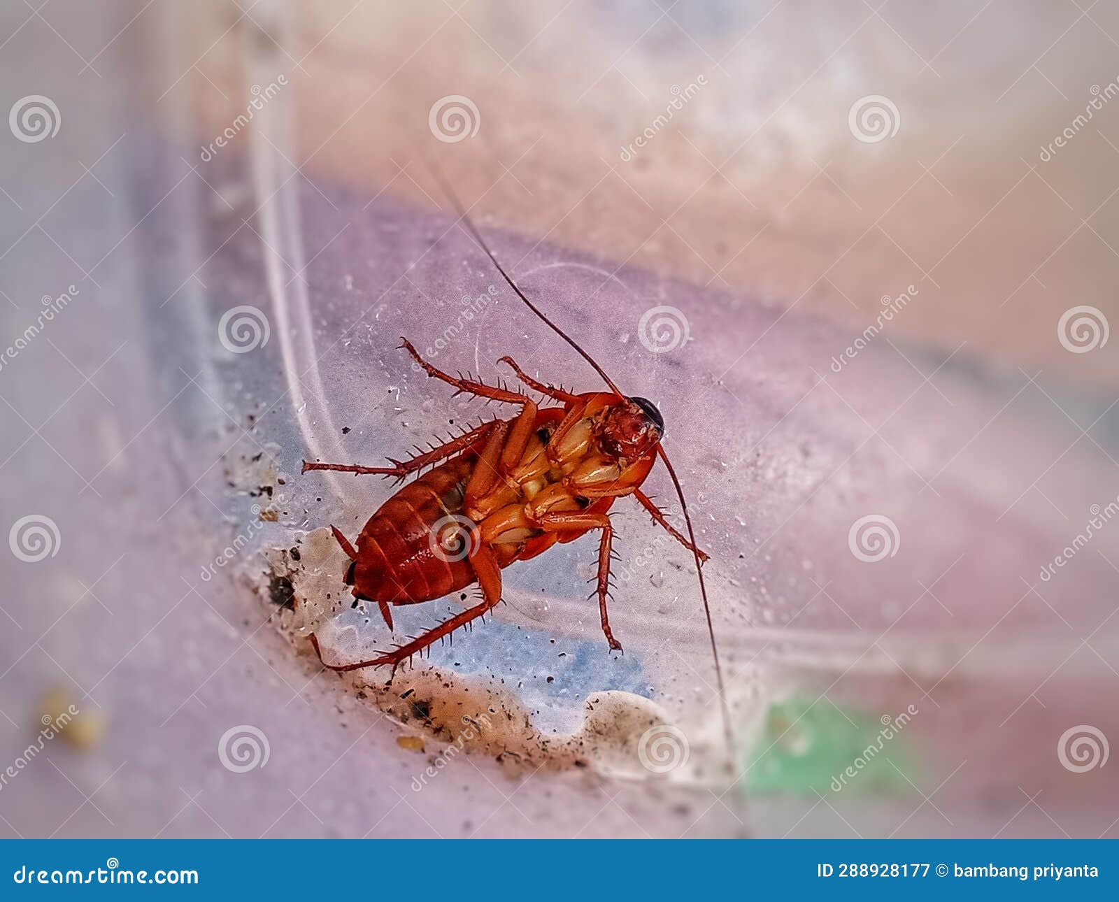 Cockroach Climbing On Keyboard Royalty-Free Stock Photography ...