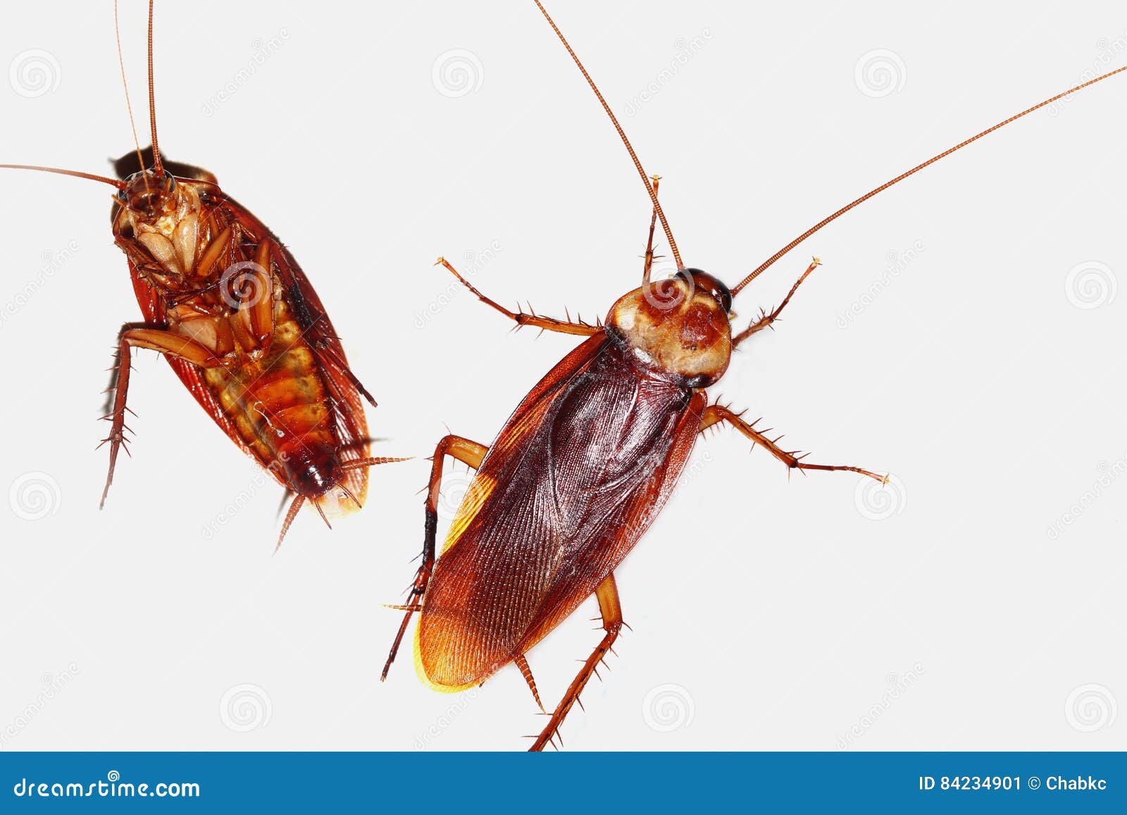 Cockroach stock image. Image of exterminate, pale, garbage - 84234901