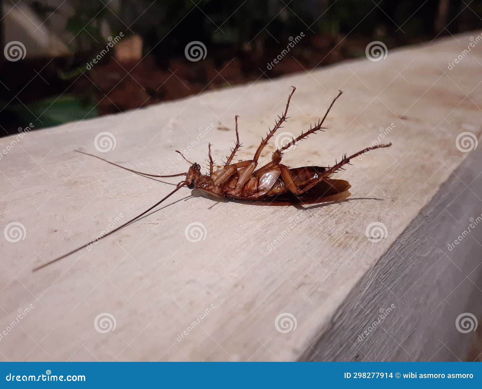 Cockroach upside down stock photo. Image of wildlife - 298277914