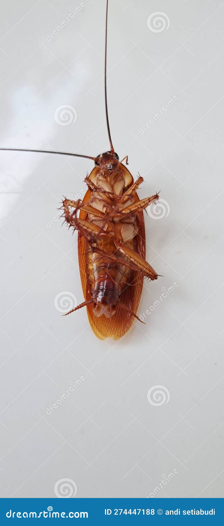 Cockroach Upside Down on Floor Stock Photo - Image of brown, head ...