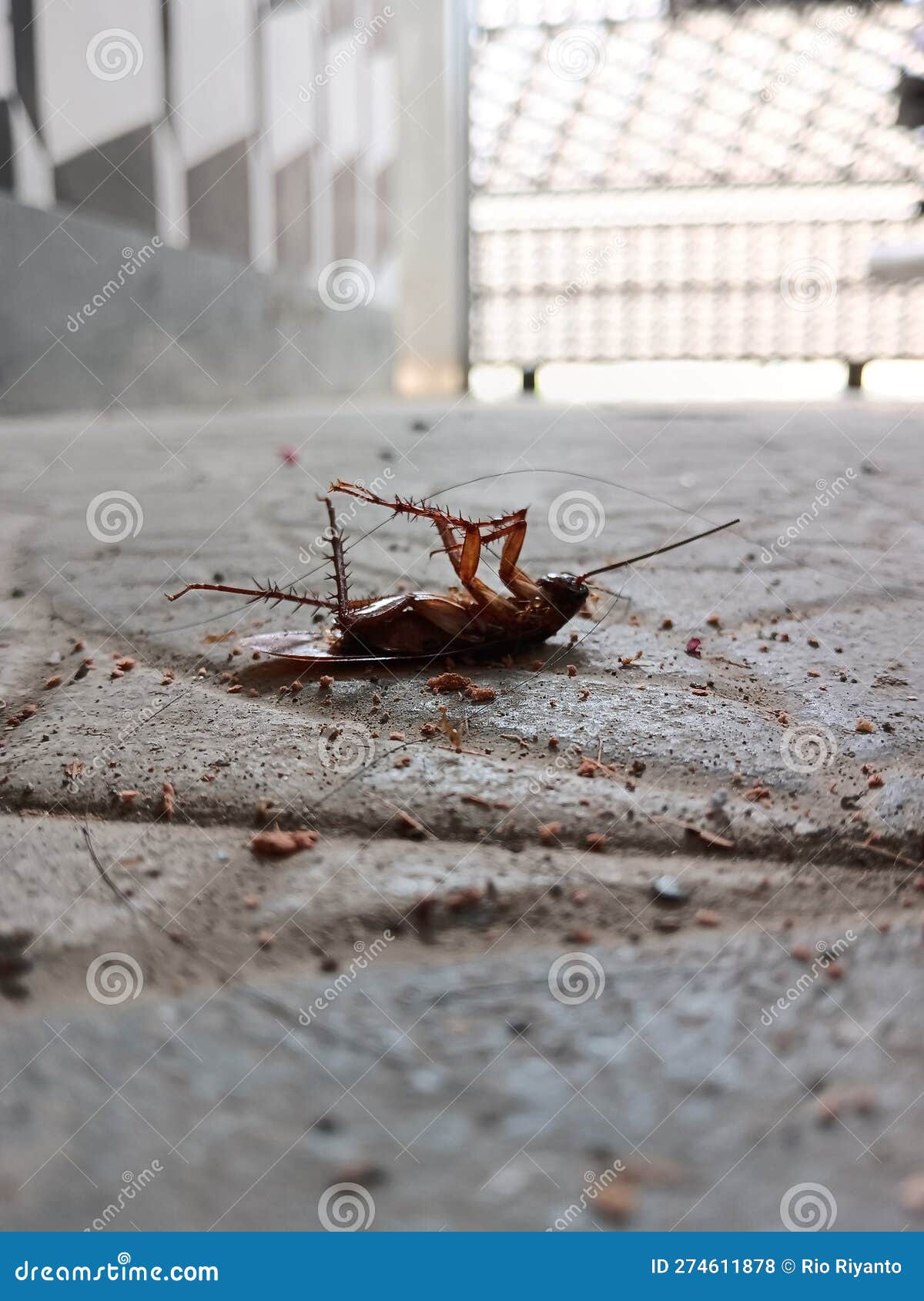 Cockroach Upside Down on the Floor Stock Photo - Image of floor, upside ...