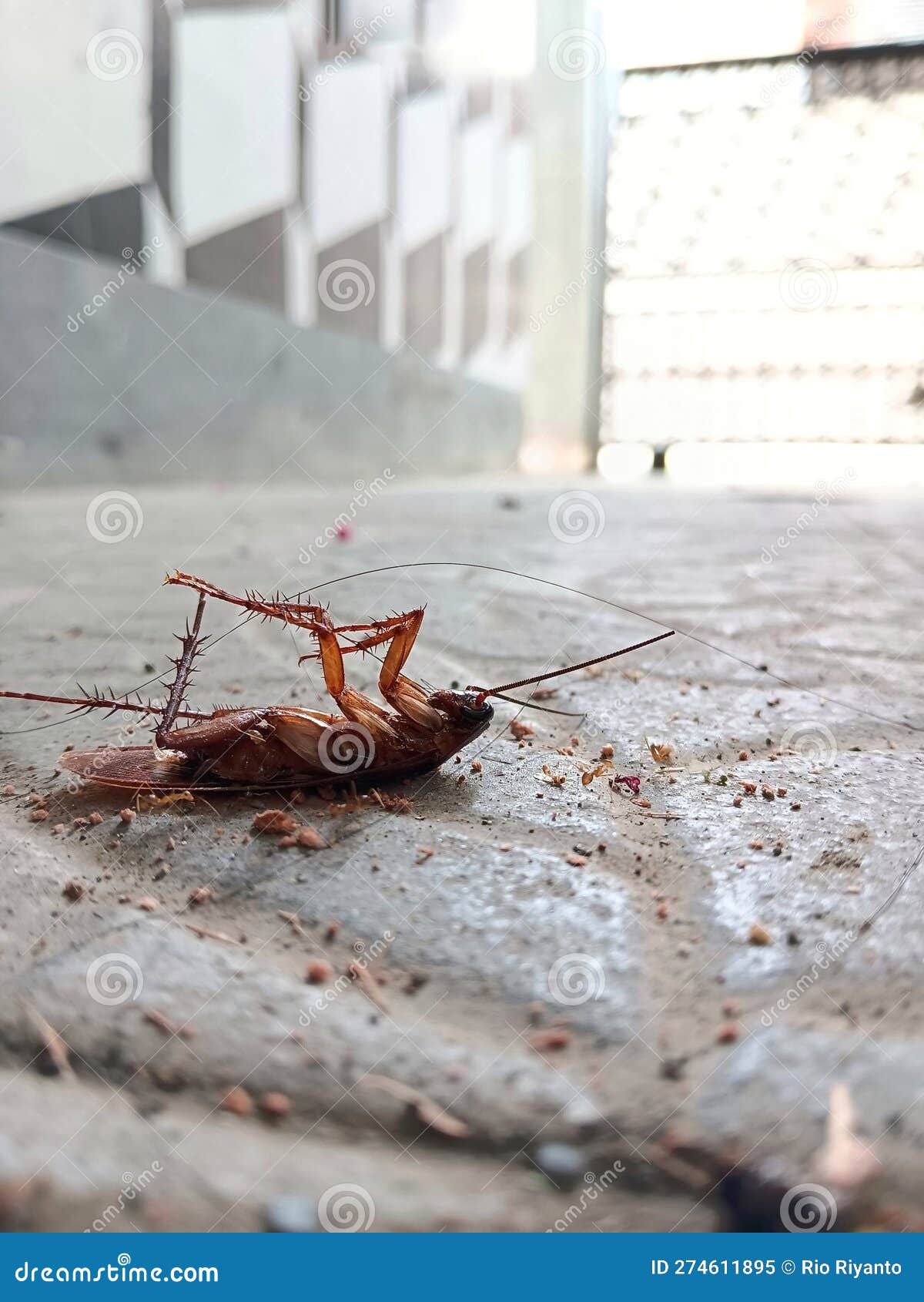 Cockroach Upside Down on the Floor Stock Image - Image of animal ...