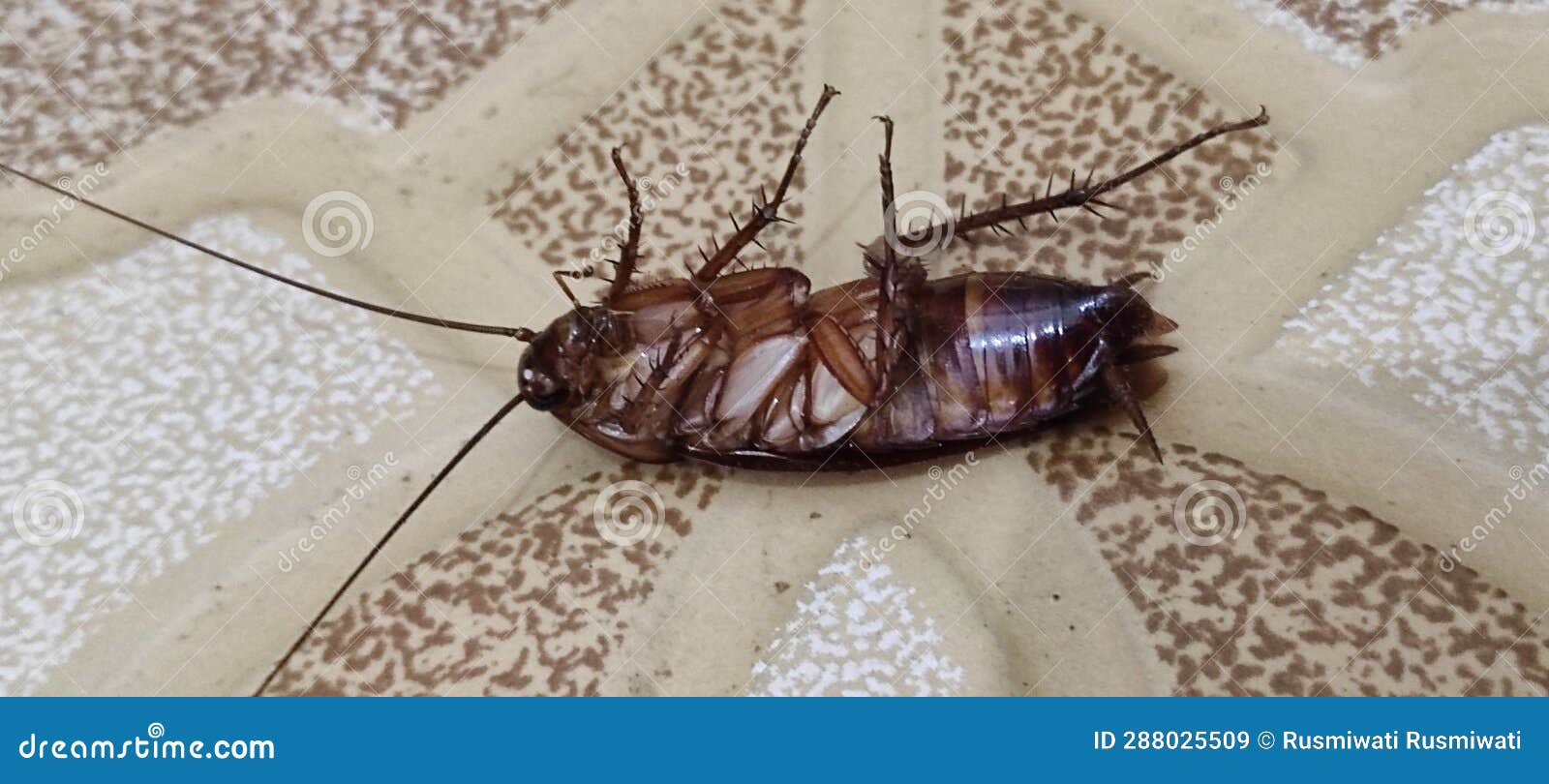 Cockroach Upside Down On The Kitchen Floor Stock Image Image Of Moth Floor 288025509