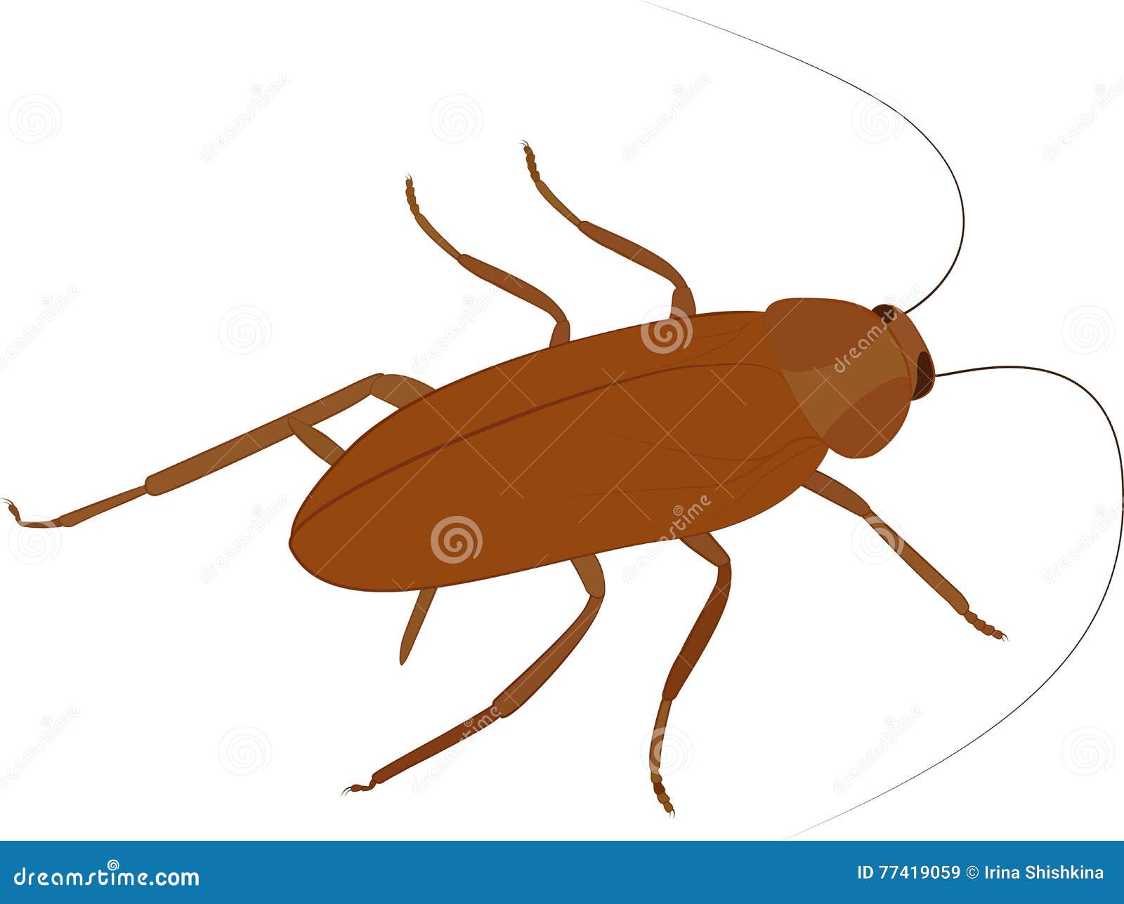Cockroach Vector Illustration. Labeled Educational Body Structure ...