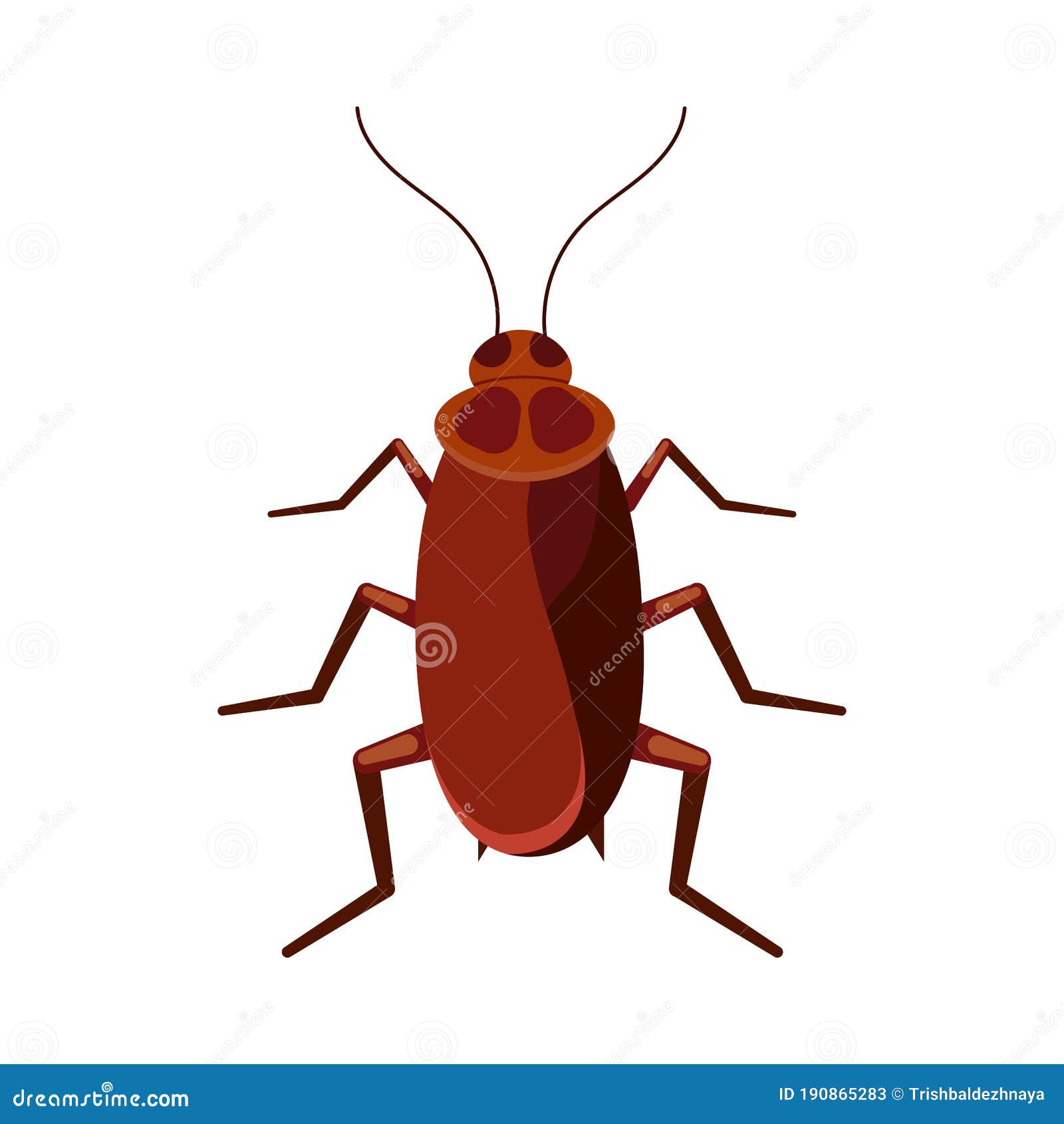 Cockroach Vector Illustration. Labeled Educational Body Structure ...
