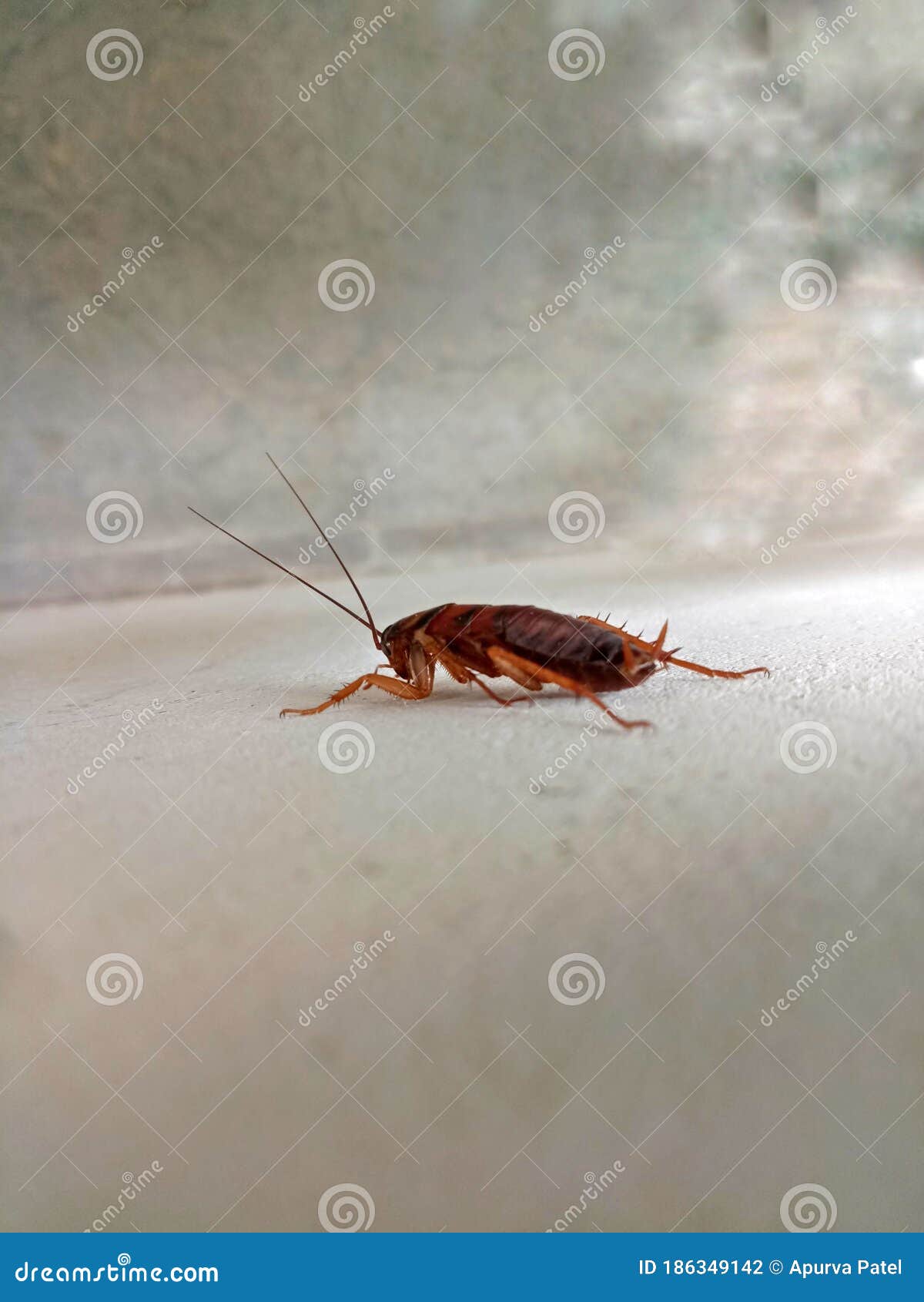 Cockroach in Vertical Wall . Stock Photo - Image of gardening, bell ...