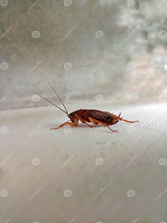 Cockroach in Vertical Wall . Stock Photo - Image of gardening, bell ...