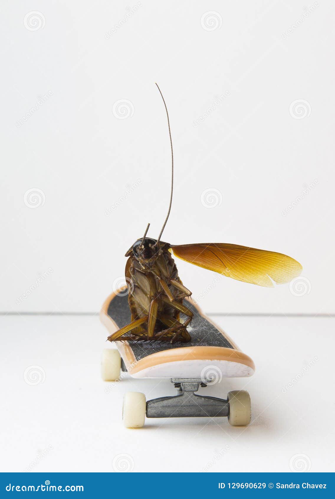 Cockroach Walking on Skateboard. Stock Image - Image of wheel, insect ...