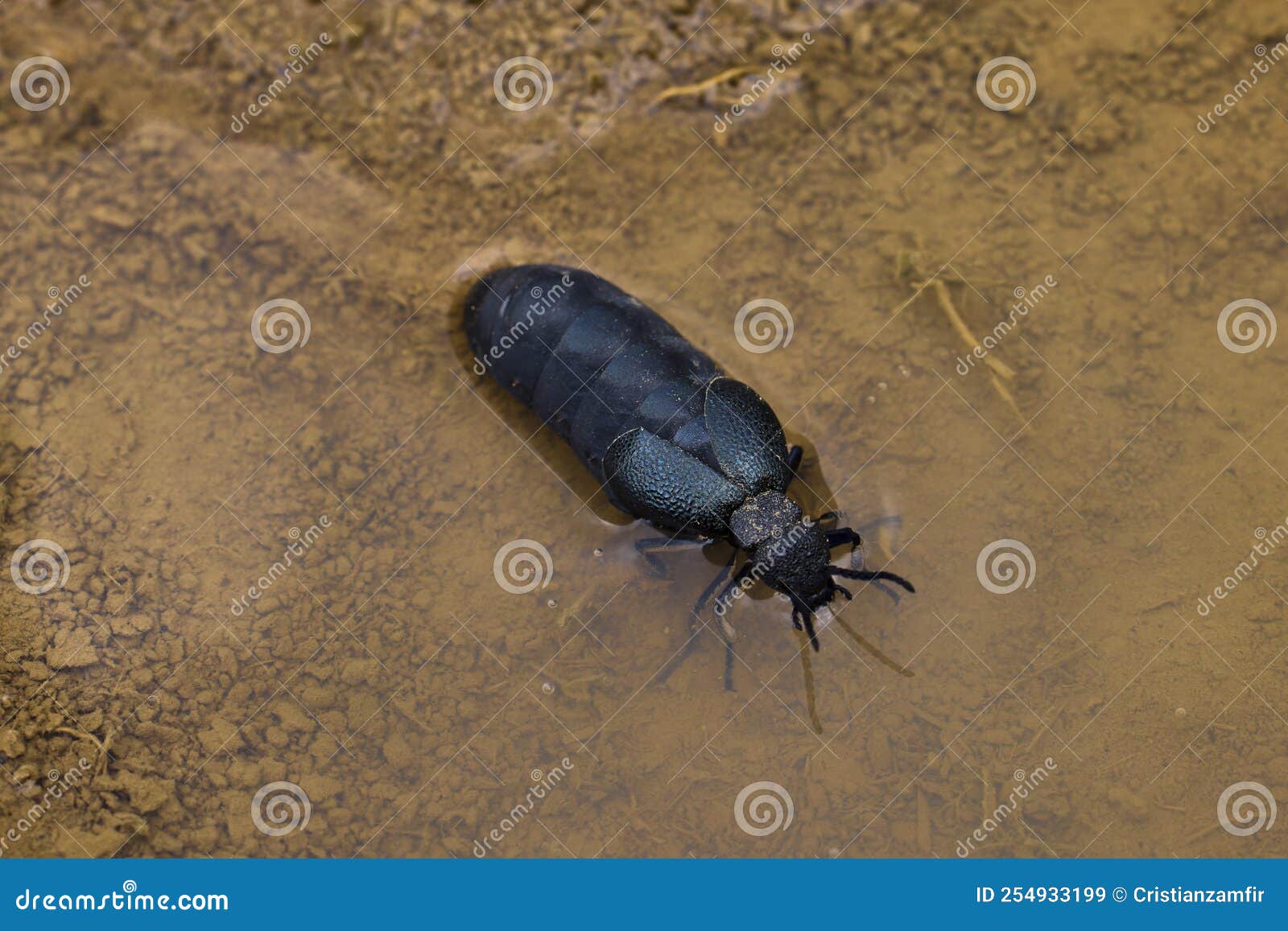 A cockroach on the ground stock image. Image of health - 254933199