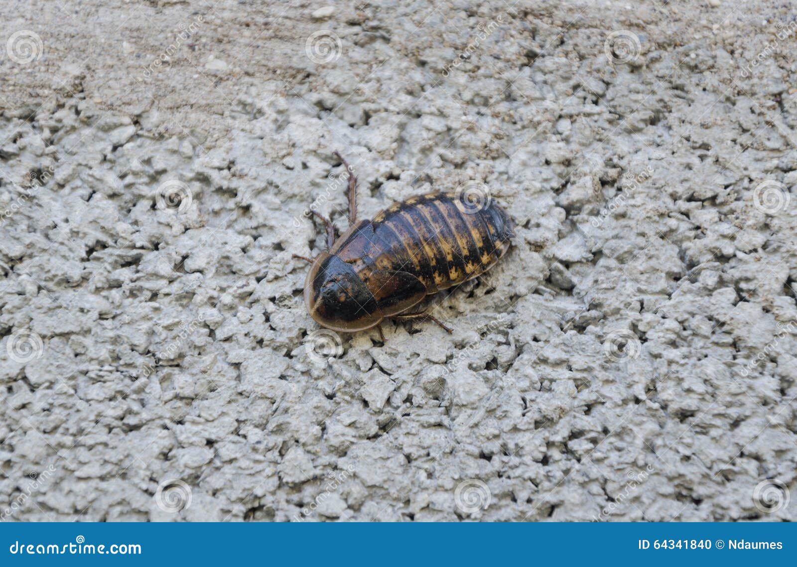 Cockroach stock photo. Image of cockroach, brown, wall - 64341840