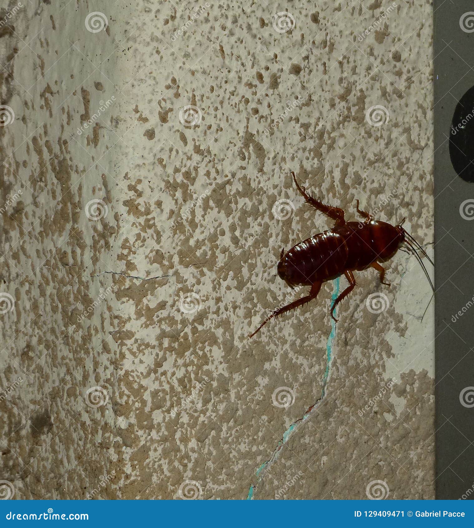 Cockroach in the wall stock image. Image of natural - 129409471
