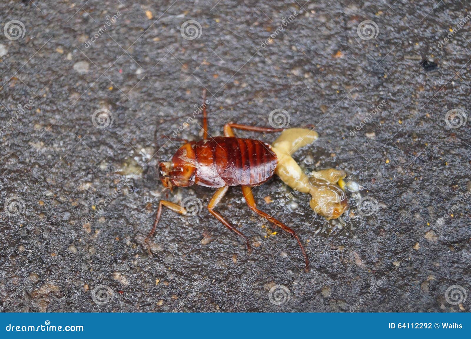 Cockroach stock photo. Image of insects, cockroach, trampled - 64112292