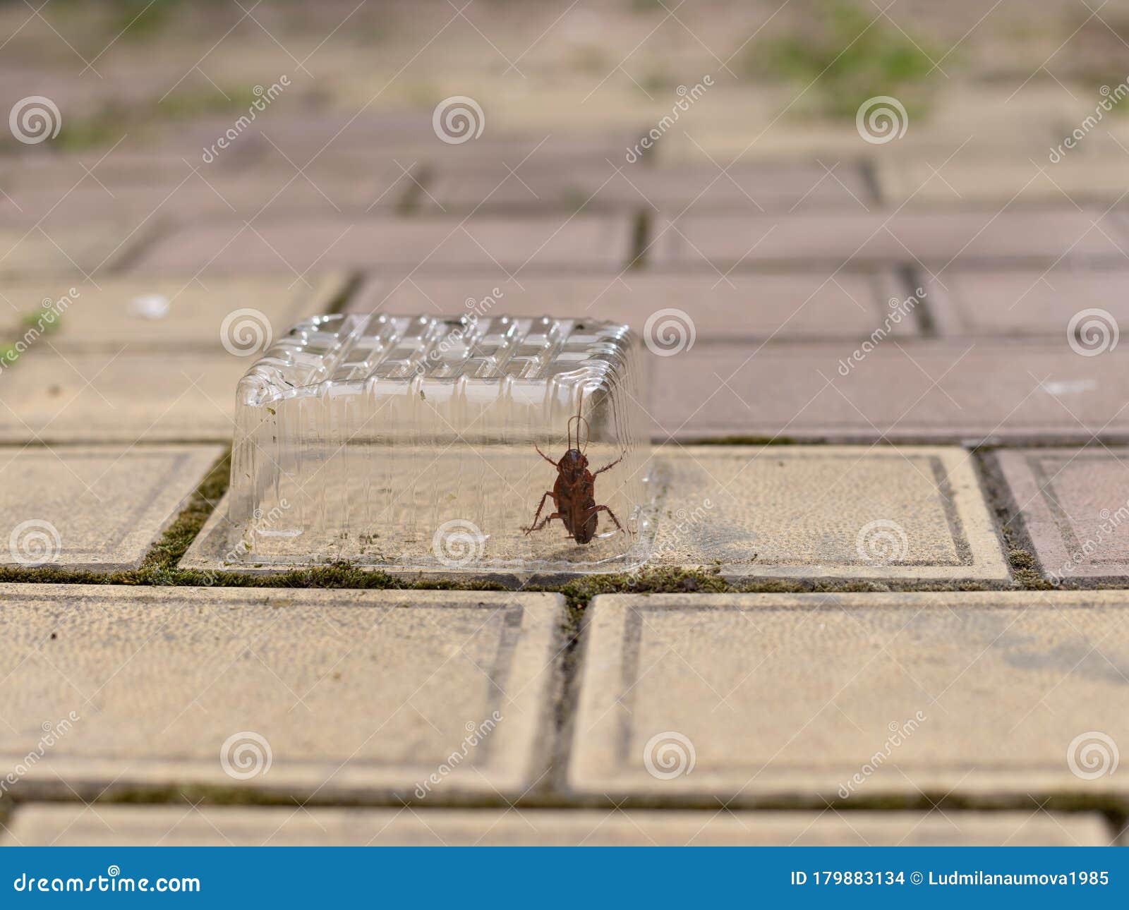 Cockroach Was Trapped Under a Transparent Plastic Container. Stock ...