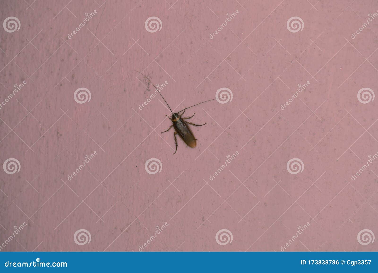A Cockroach Which is Sitting on the Wall, Close-up View of Cockroach ...