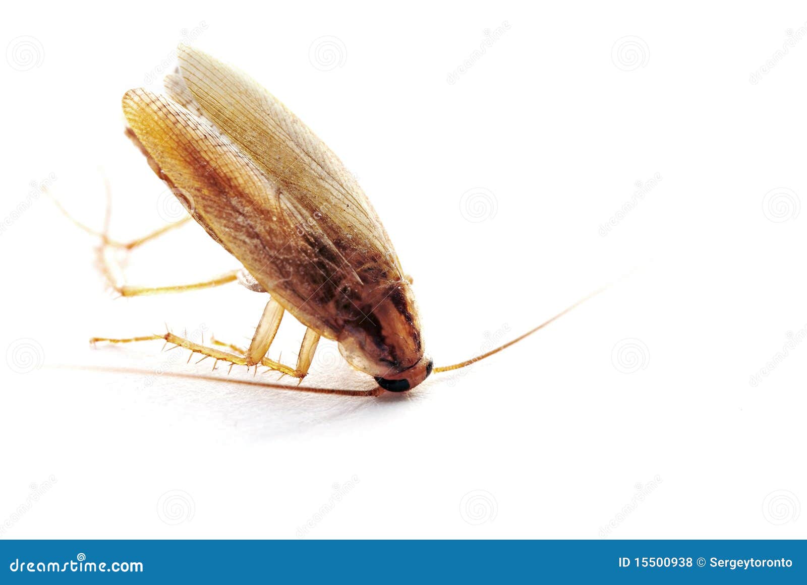 Cockroach on white stock photo. Image of annihilation - 15500938