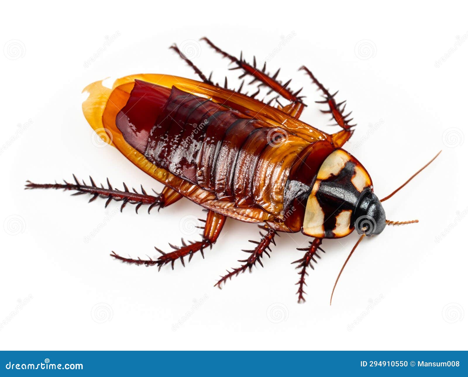The Cockroach is on White Background Stock Photo - Image of arthropod ...
