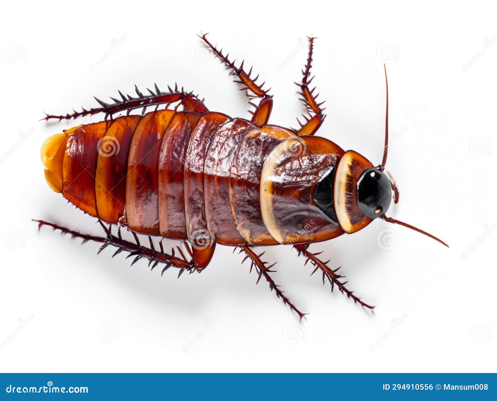 The Cockroach is on White Background Stock Photo - Image of brown ...