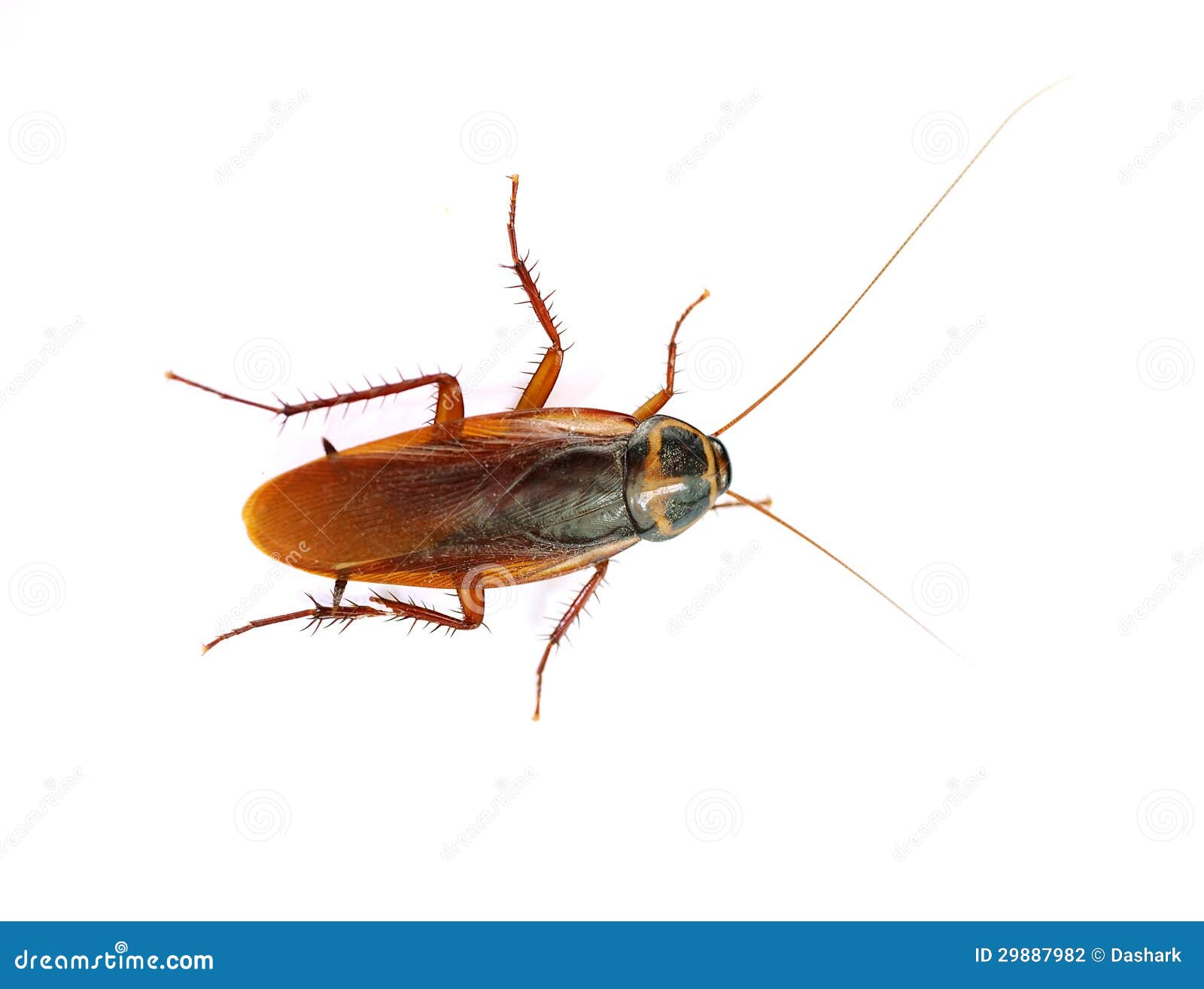Cockroach stock photo. Image of body, cockroach, crawly - 29887982
