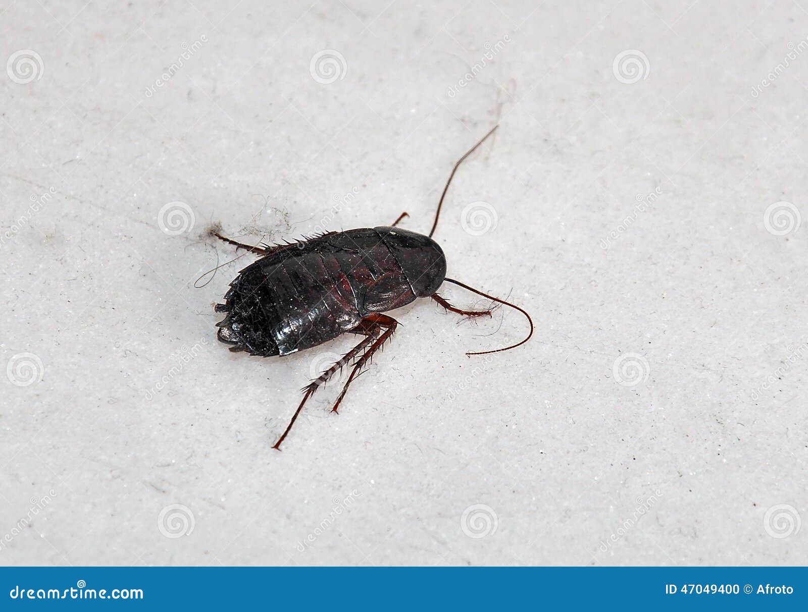 Cockroach stock photo. Image of macro, roaches, running - 47049400