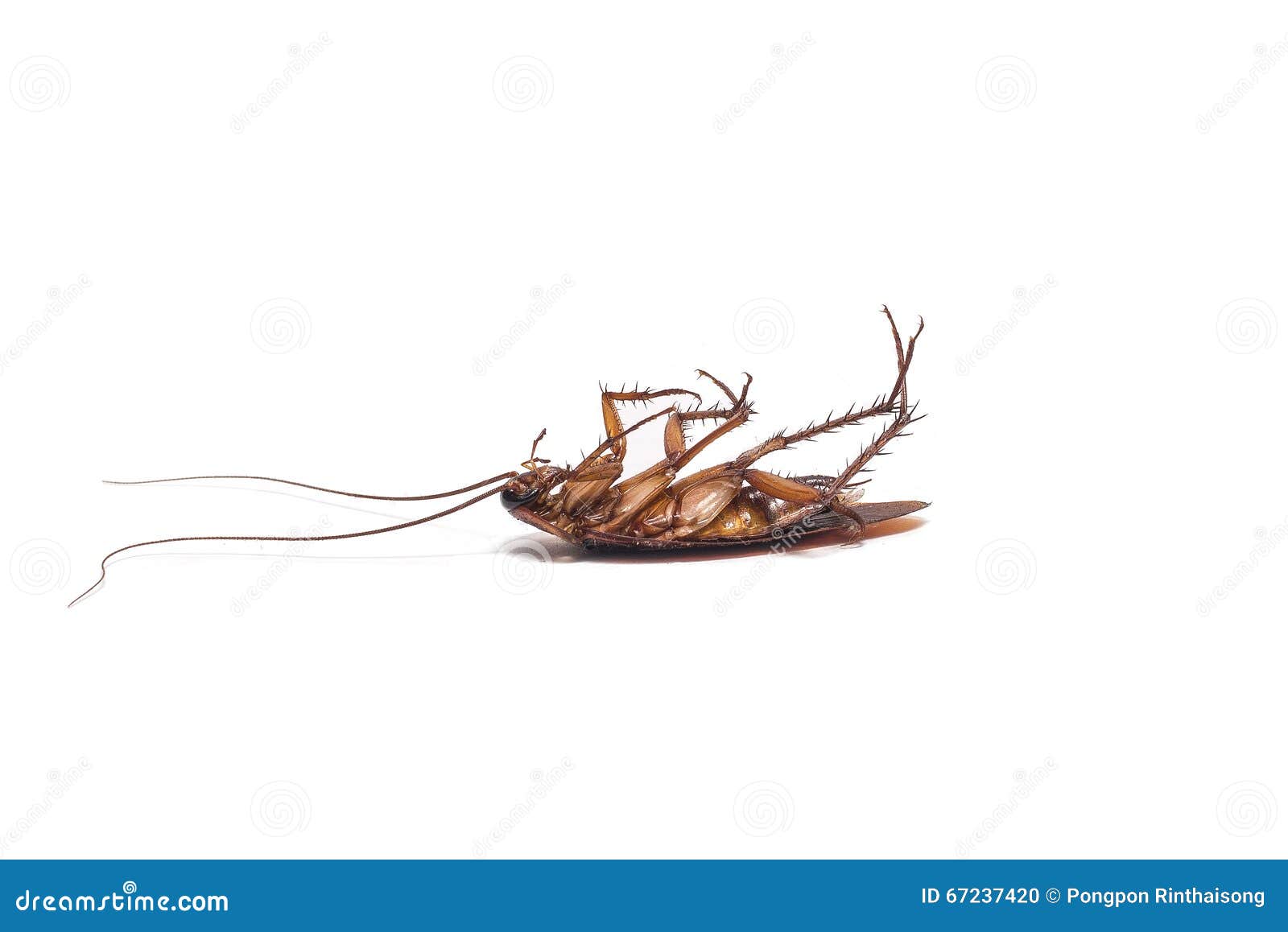 Cockroach on White Background Stock Photo - Image of dirt, infestation ...