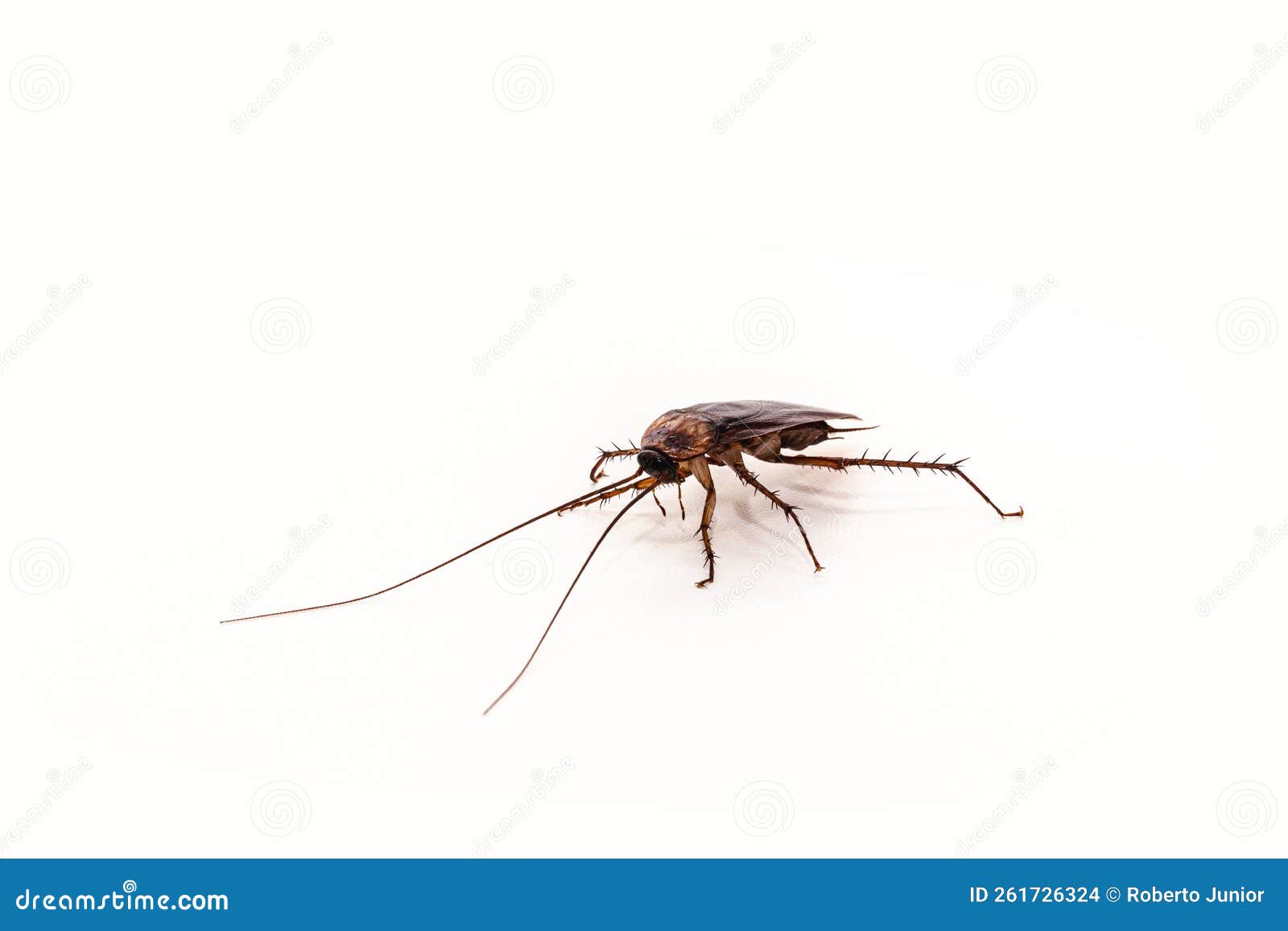 Cockroach on White Background, American Cockroach, Red, Macro Photo ...