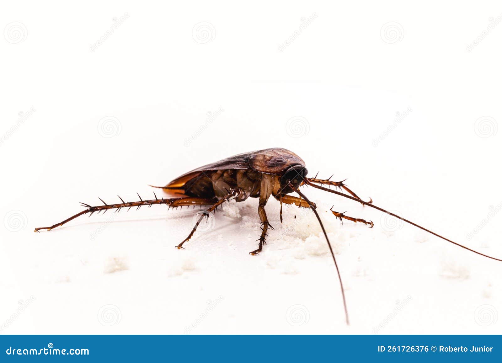 Cockroach on White Background, American Cockroach, Red, Macro Photo ...