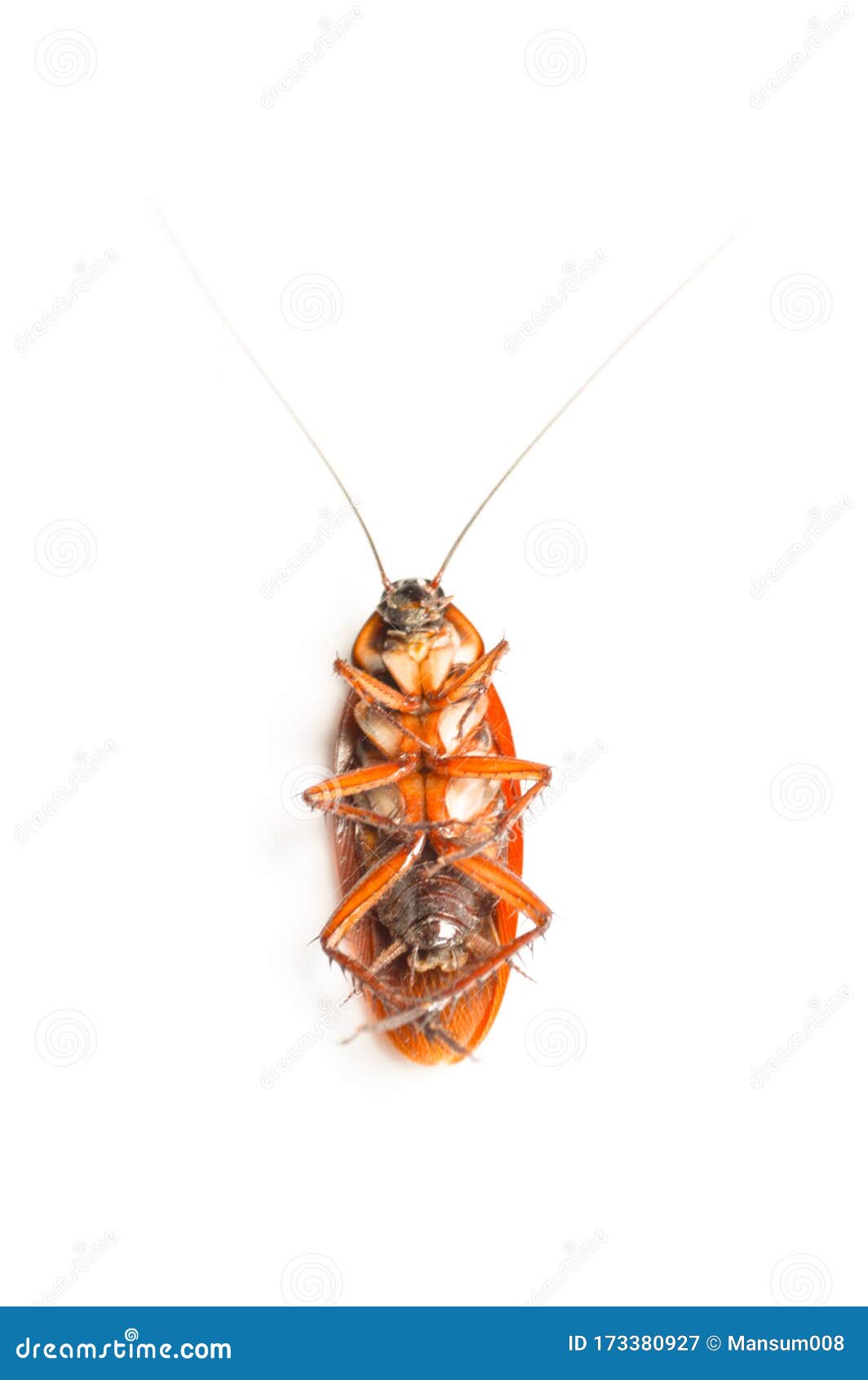 Cockroach on White Background Stock Image - Image of background, roach ...
