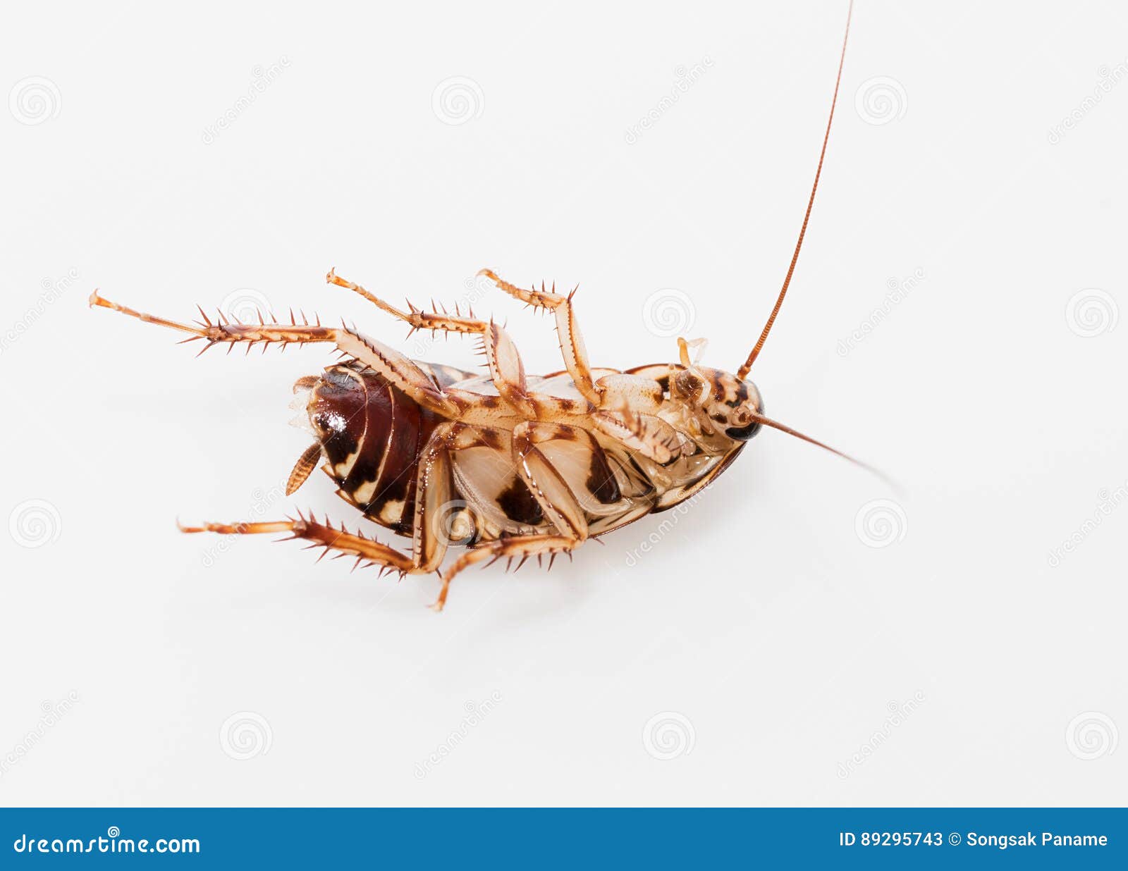 Cockroach on White Background Stock Image - Image of isolated, dirty ...