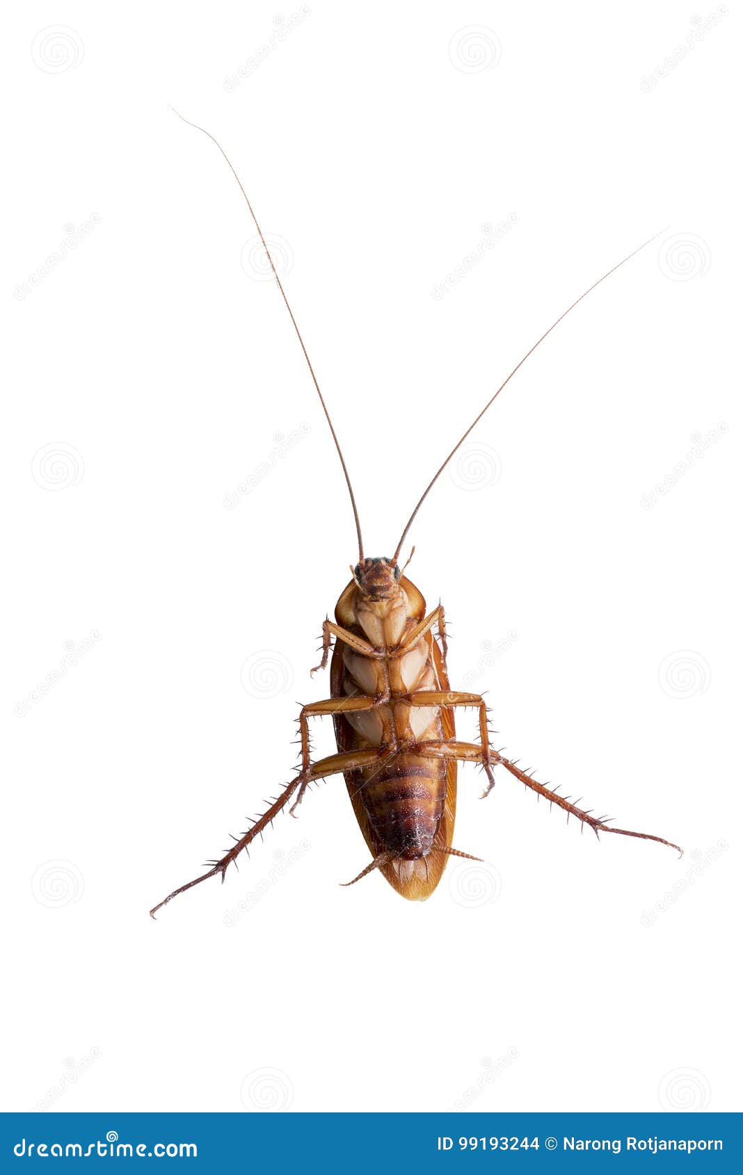 Cockroach on White Background Stock Photo - Image of creepy, black ...