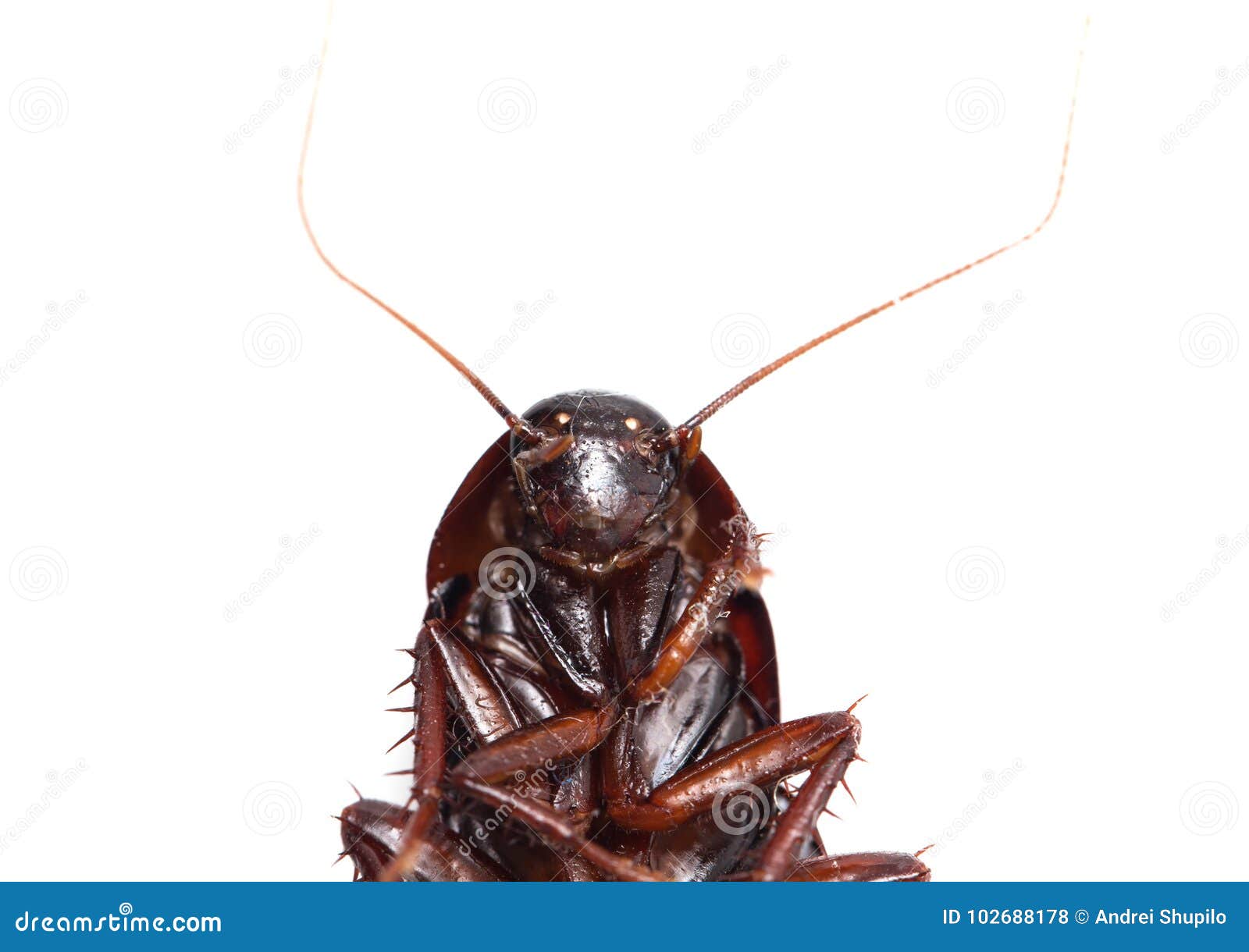 Cockroach on White Background Stock Photo - Image of isolated, dirt ...