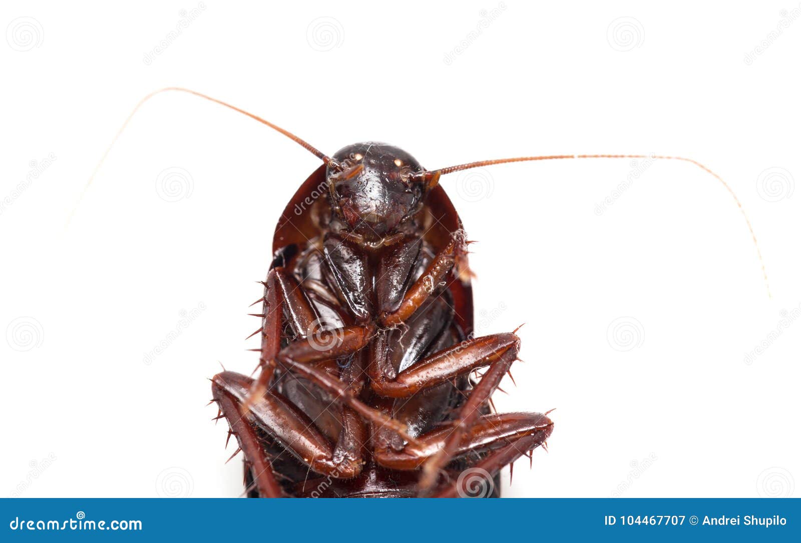 Cockroach on White Background Stock Image - Image of creeping, dirty ...