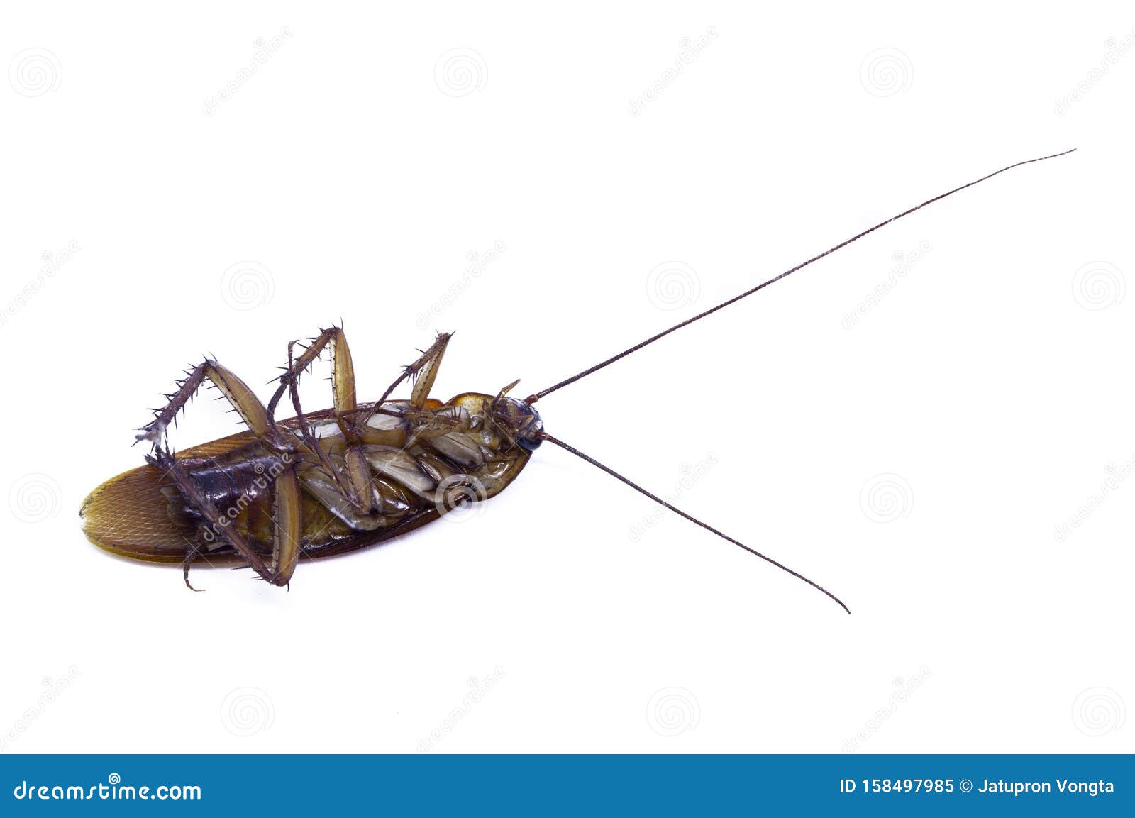 Cockroach on White Background Stock Image - Image of white, cockroach ...