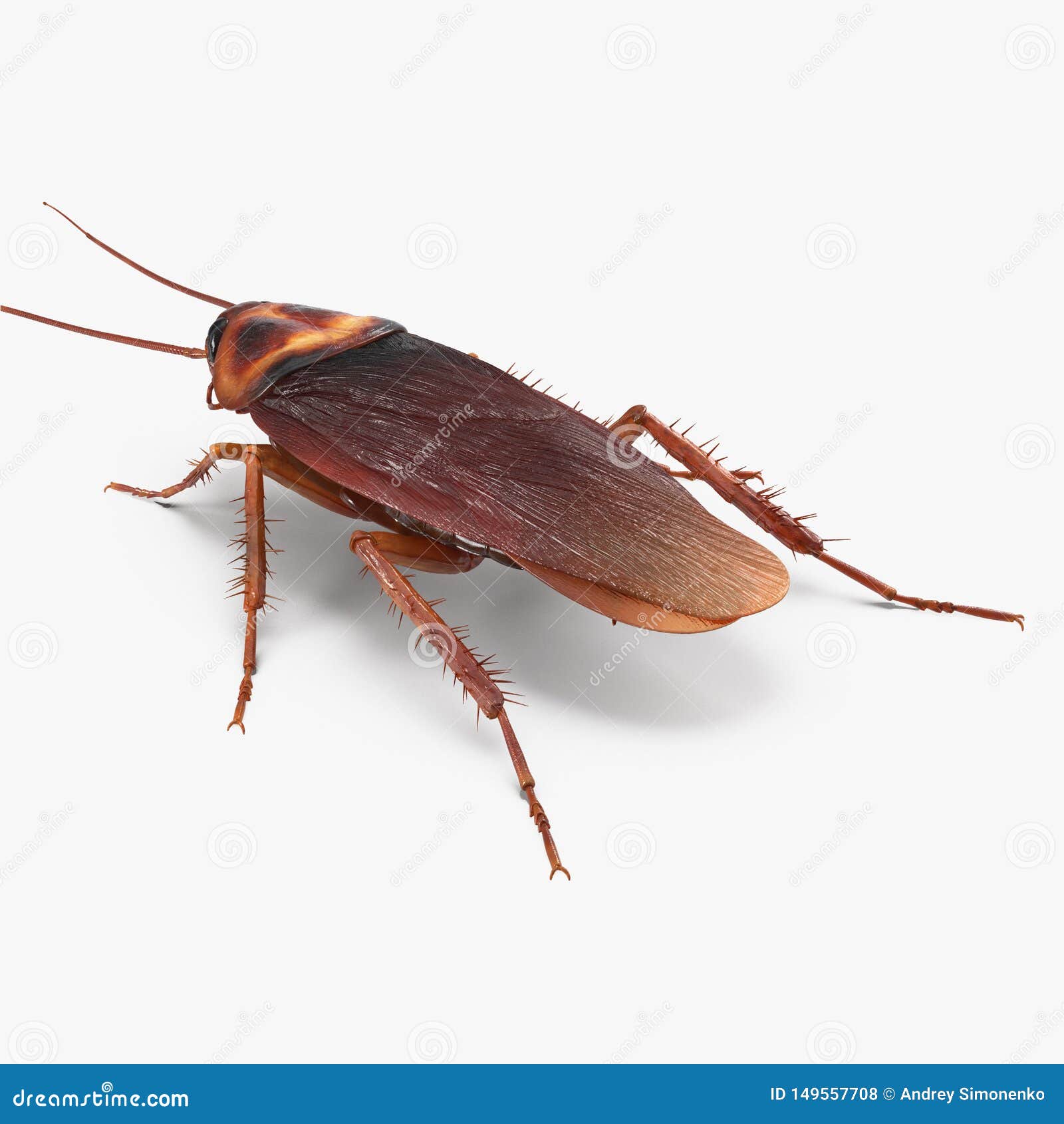Cockroach on White Background 3D Illustration Stock Illustration ...