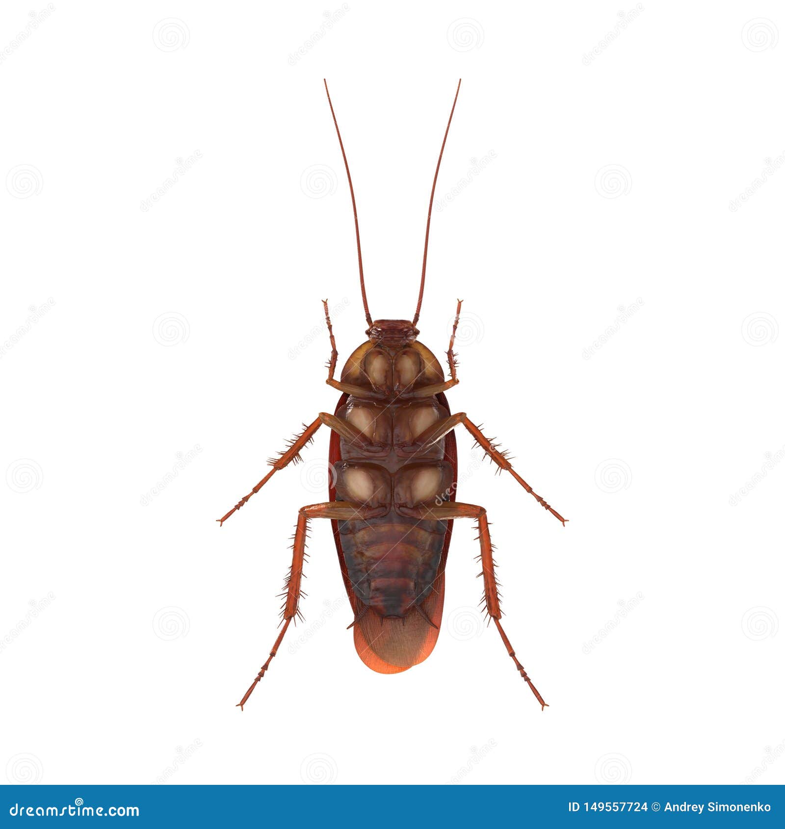 Cockroach Isolated on White Background 3D Illustration Stock ...