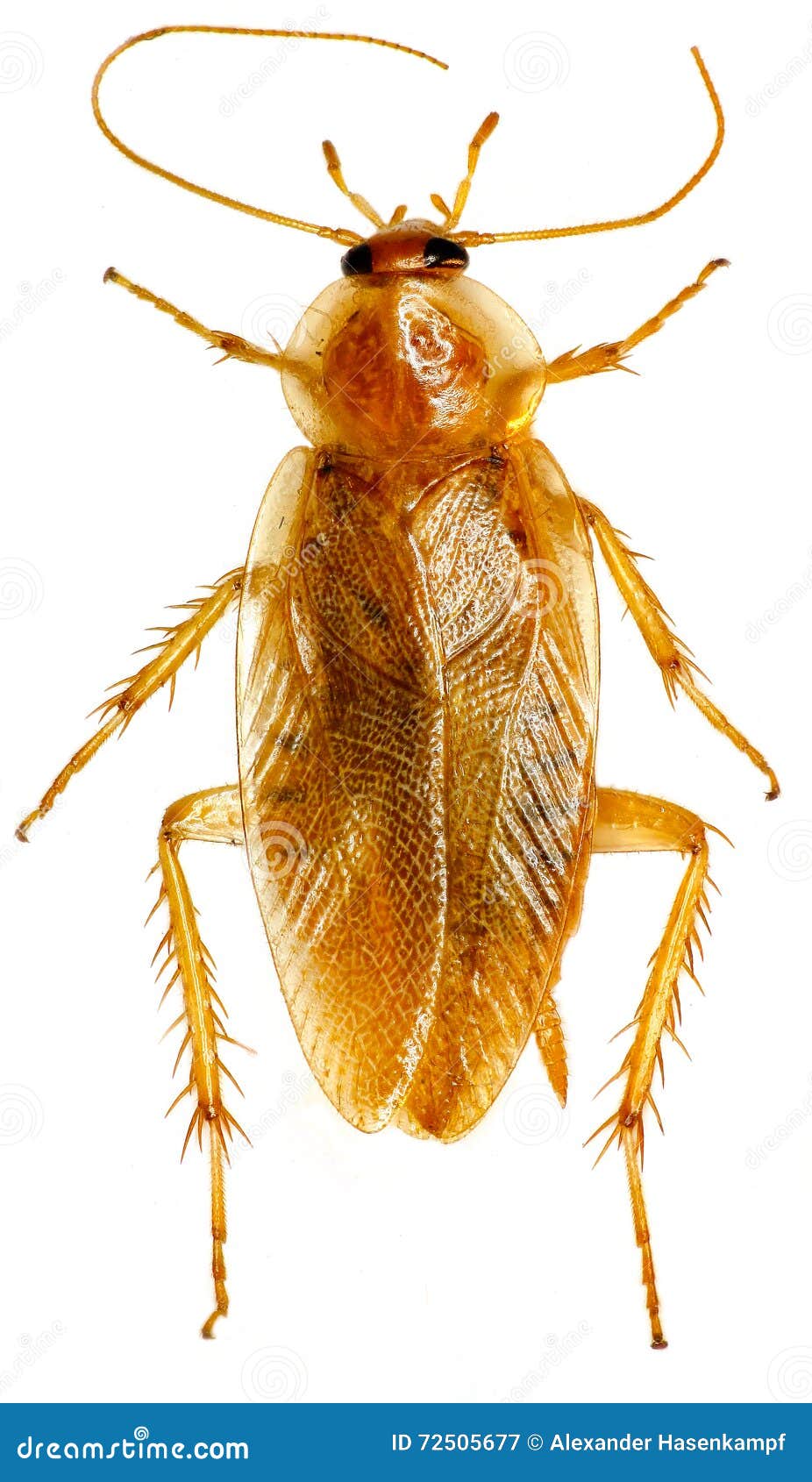 Cockroach on White Background Stock Image - Image of scavenging ...
