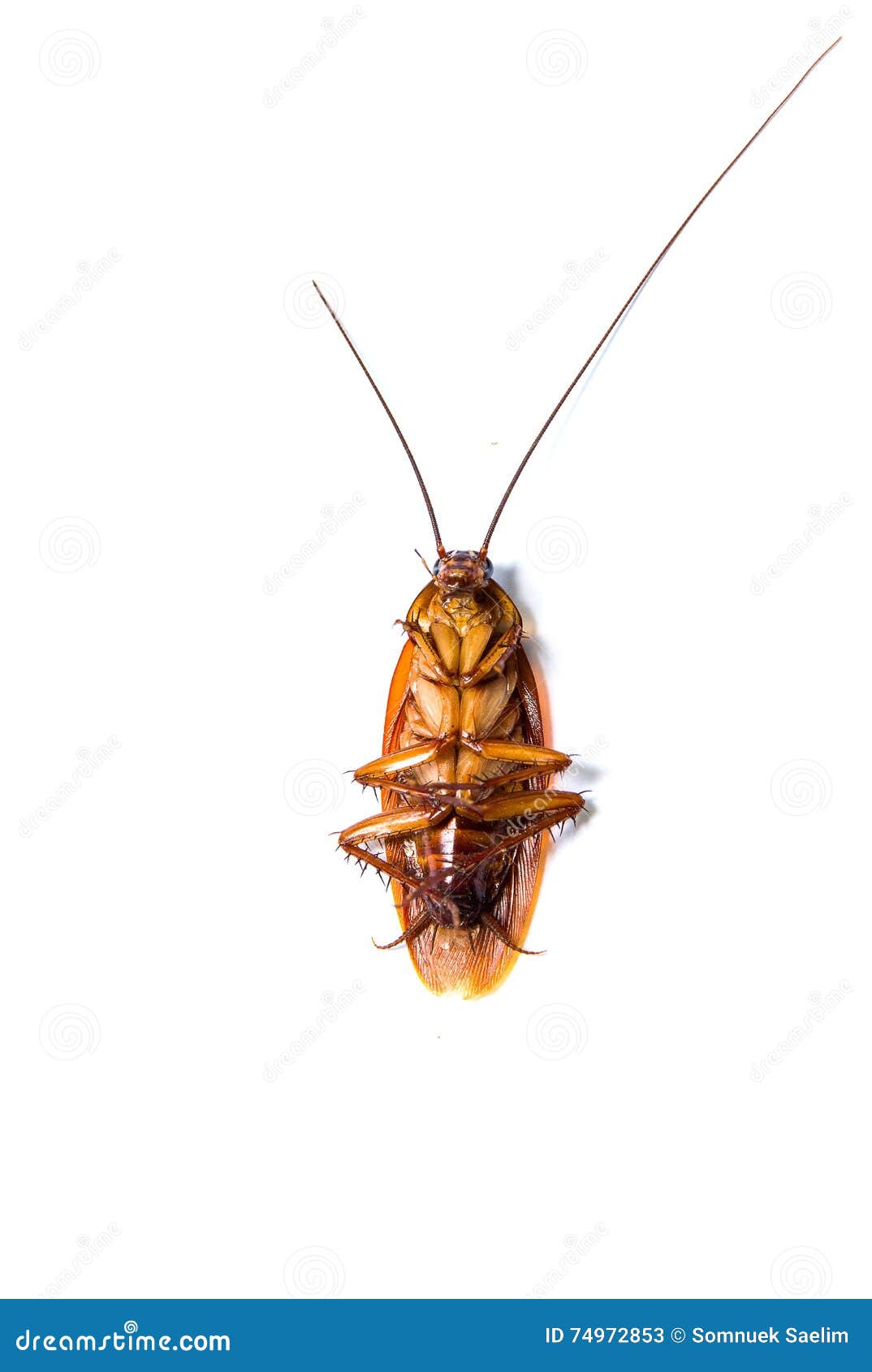 Cockroach on White Background.(roach, Cockroach) Stock Image - Image of ...