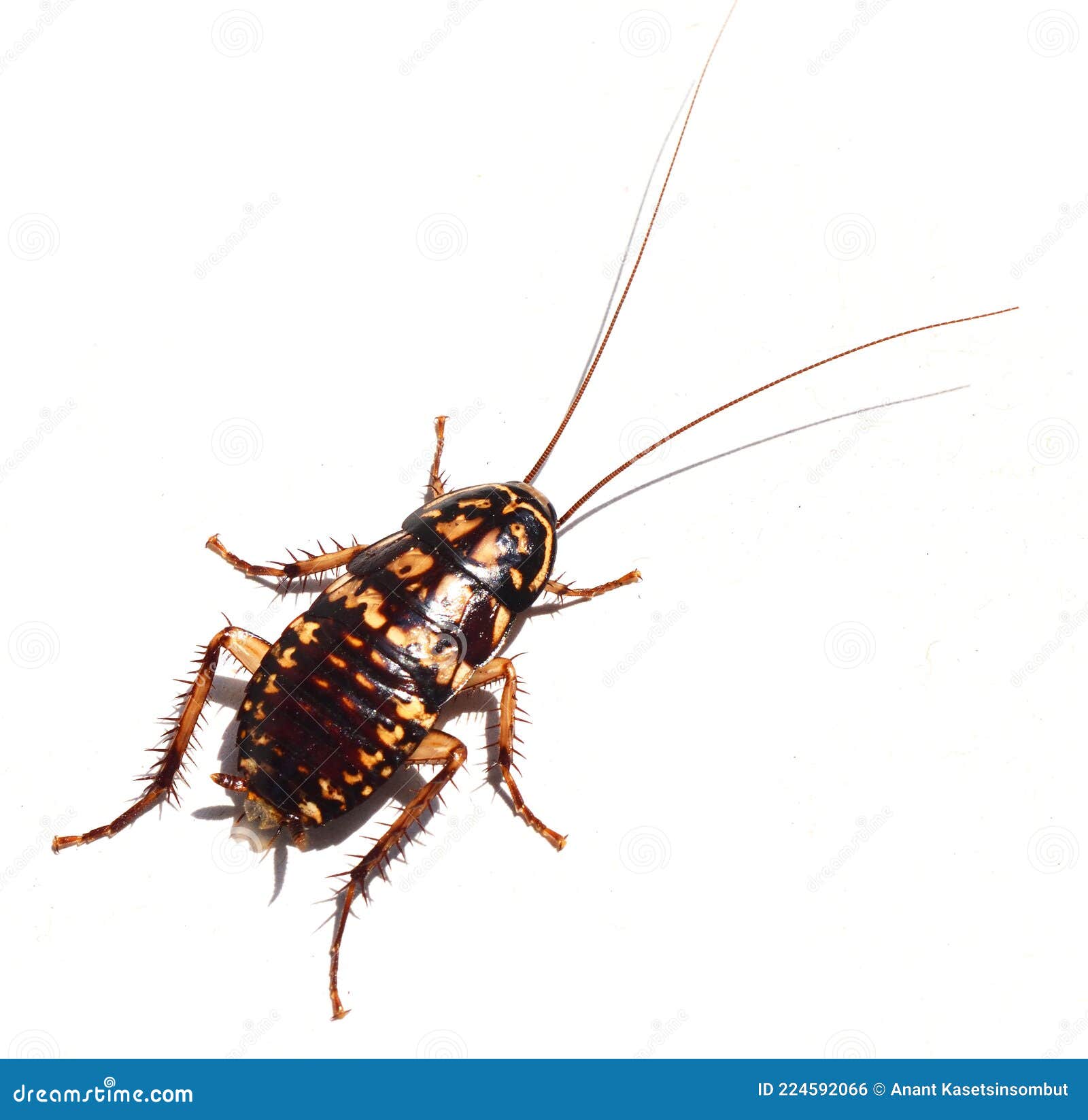 Cockroach on White Background Stock Photo - Image of brown, hygiene ...