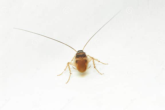 Cockroach on white wall stock photo. Image of background - 84349160