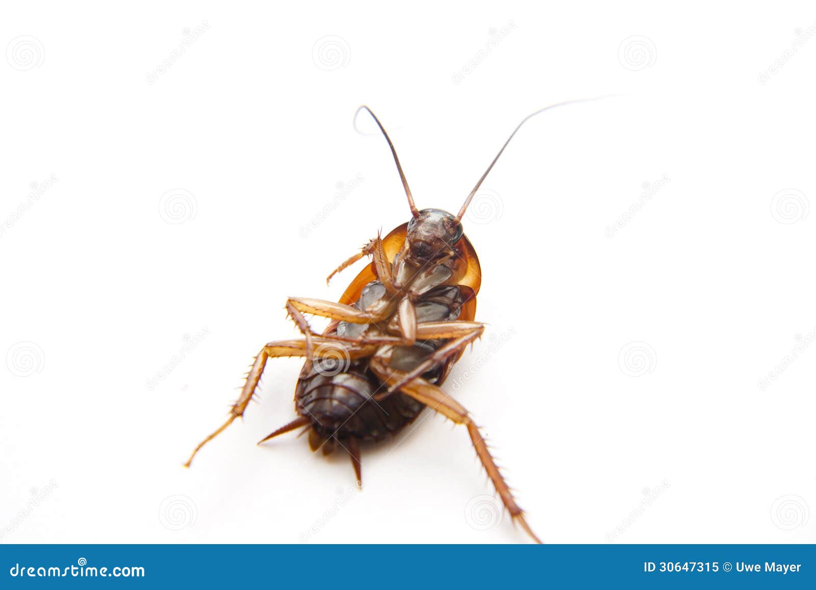 Cockroache on back stock image. Image of head, household - 30647315