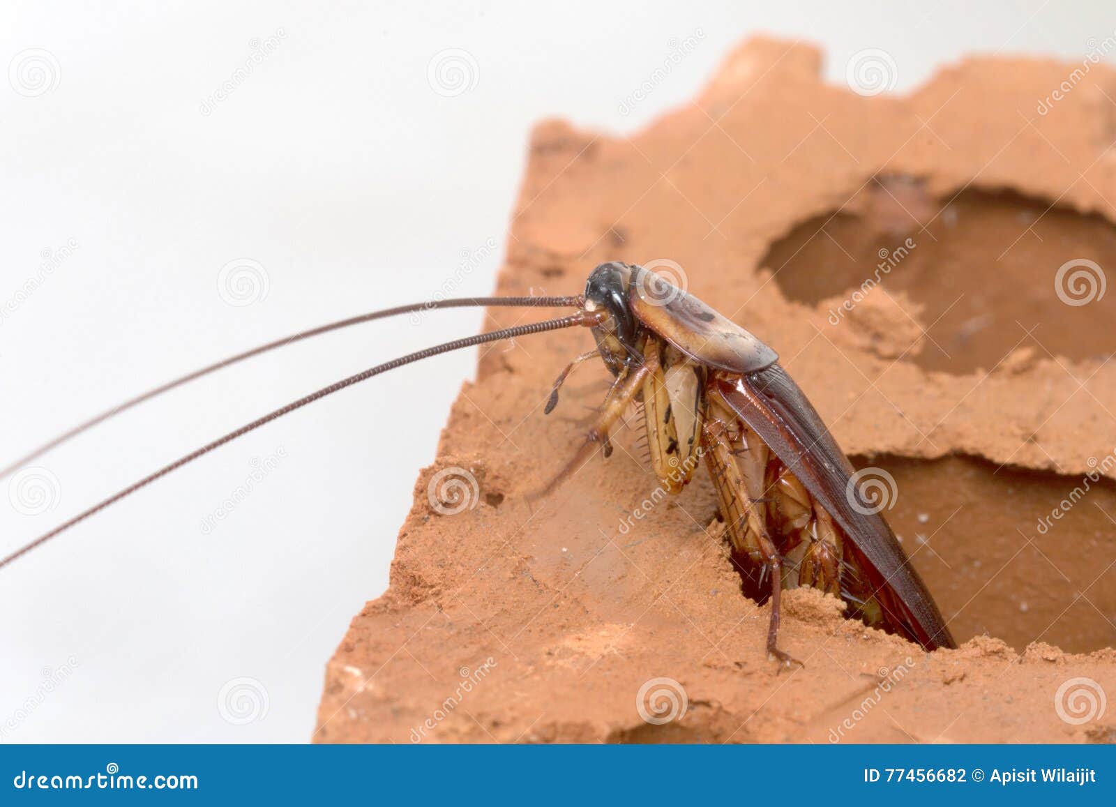 Cockroache. stock photo. Image of grass, green, dictyoptera - 77456682