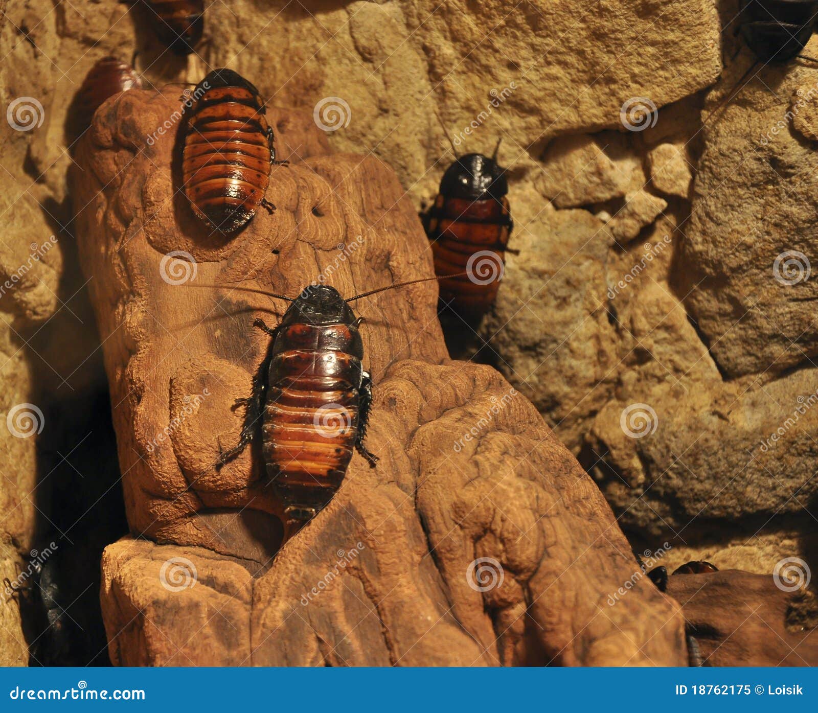 Cockroaches stock image. Image of roaches, pest, infestation - 18762175