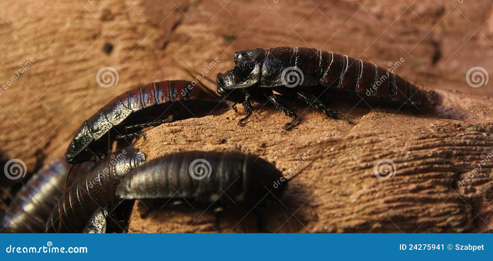 Cockroaches stock image. Image of cockroach, brown, dark - 24275941