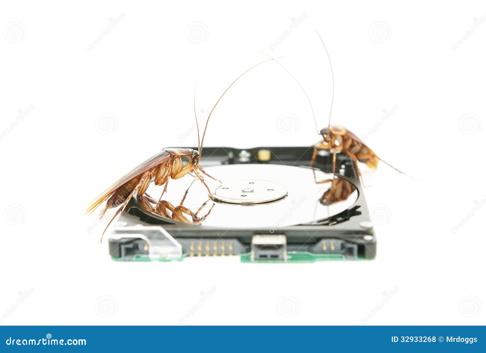 Cockroaches Climbing on Hard Disk Drive Stock Photo - Image of carrier ...
