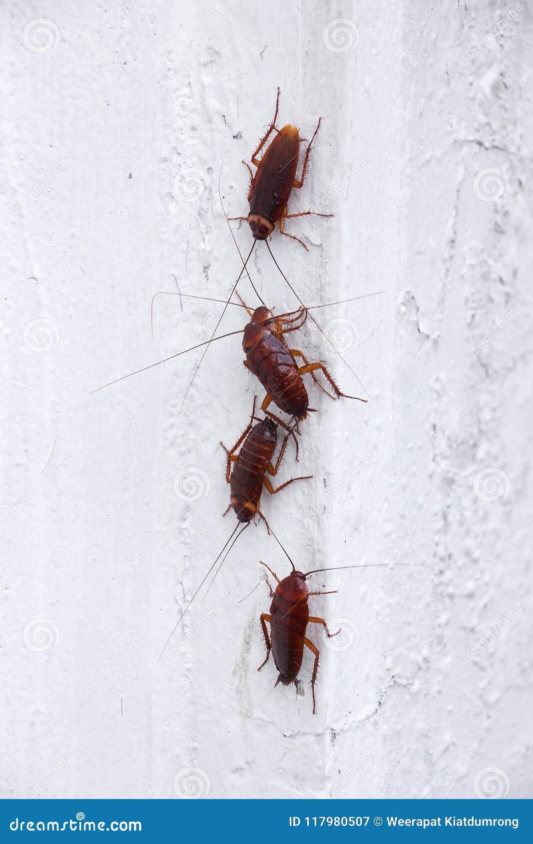 Cockroaches Royalty-Free Stock Photography | CartoonDealer.com #117980507