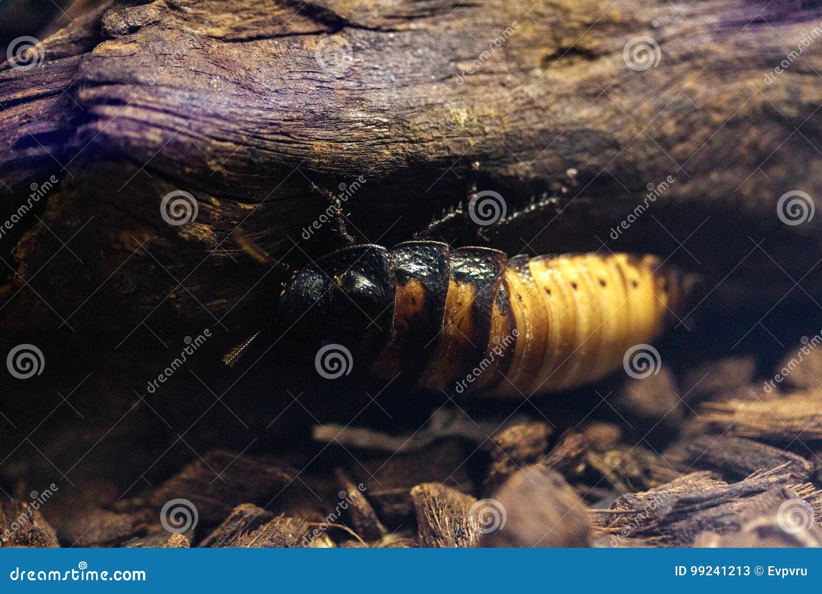 Cockroaches Creep Along the Old Tree Stock Image - Image of white ...