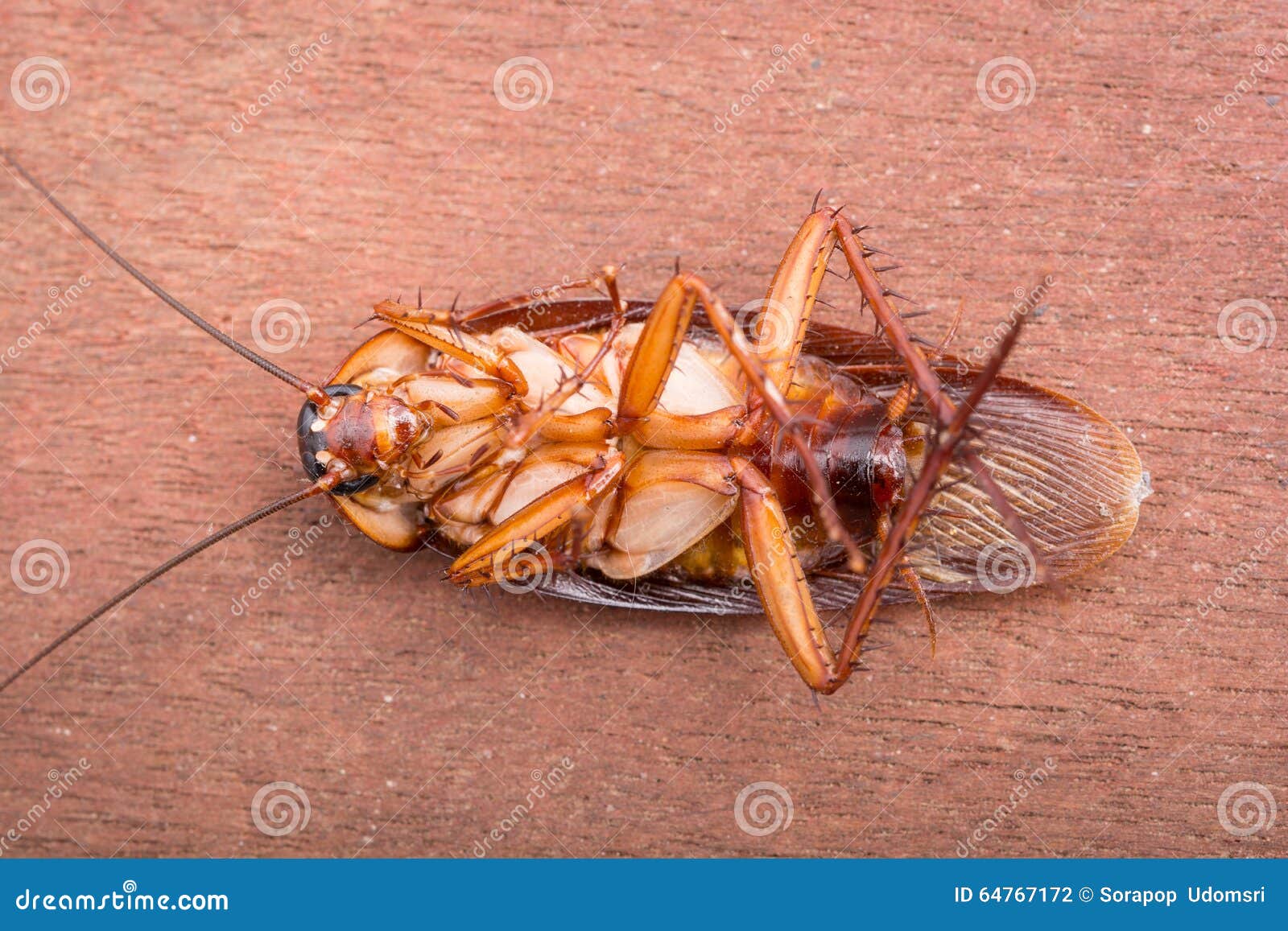 Cockroaches dead stock photo. Image of creepy, infestation - 64767172
