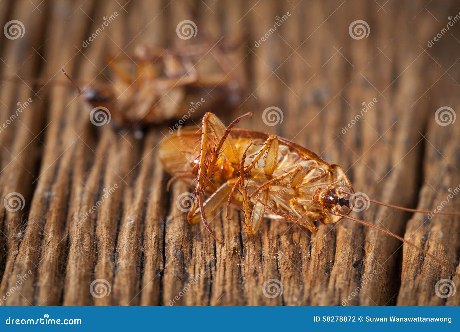 Cockroaches are Dead on Wood Table Stock Photo - Image of body, dirt ...