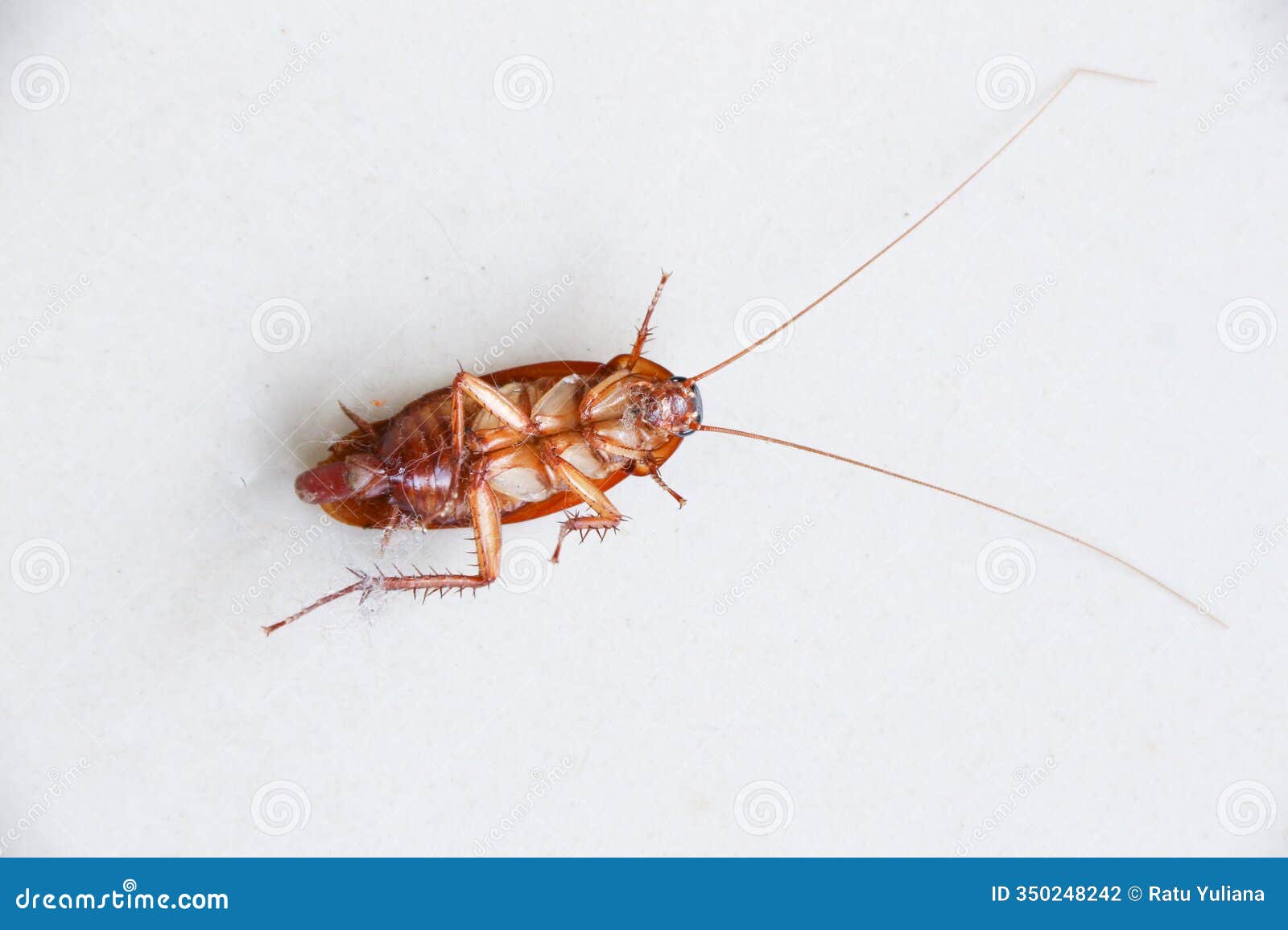 Cockroach On White Wall Background Royalty-Free Stock Photography ...