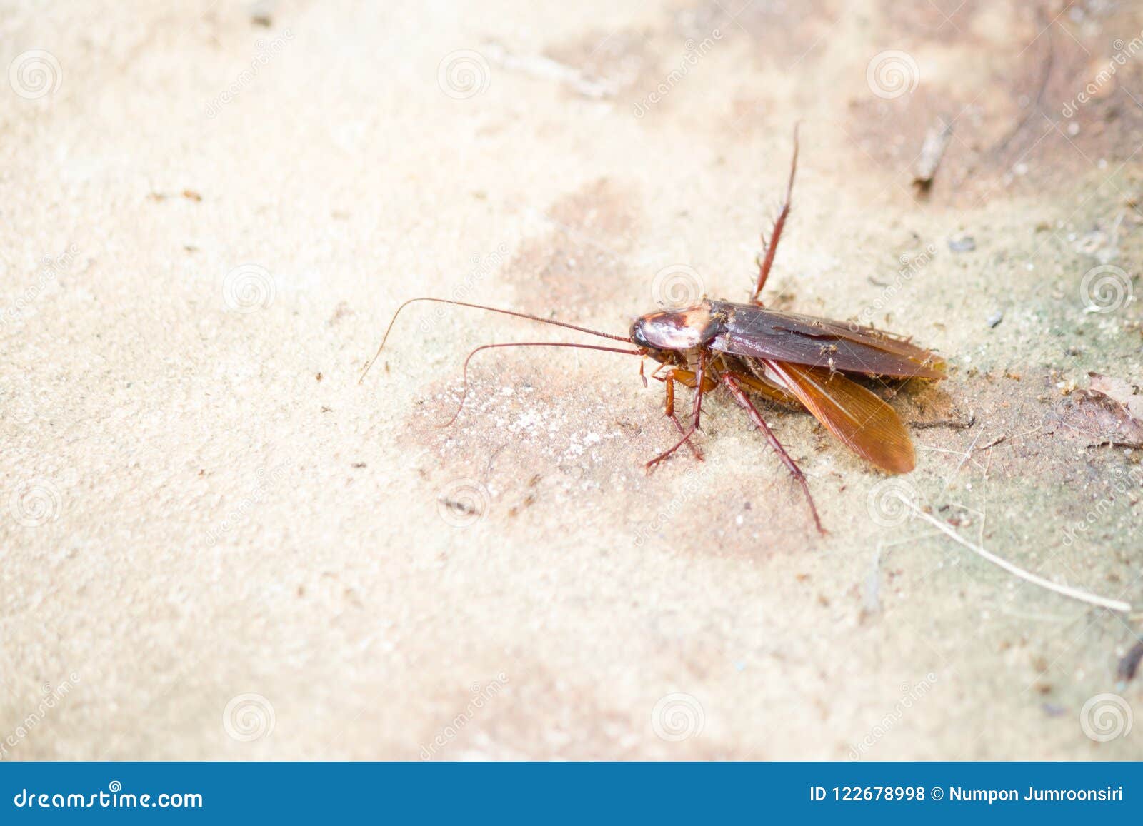 Cockroaches and ants. stock photo. Image of beetle, dragonfly - 122678998